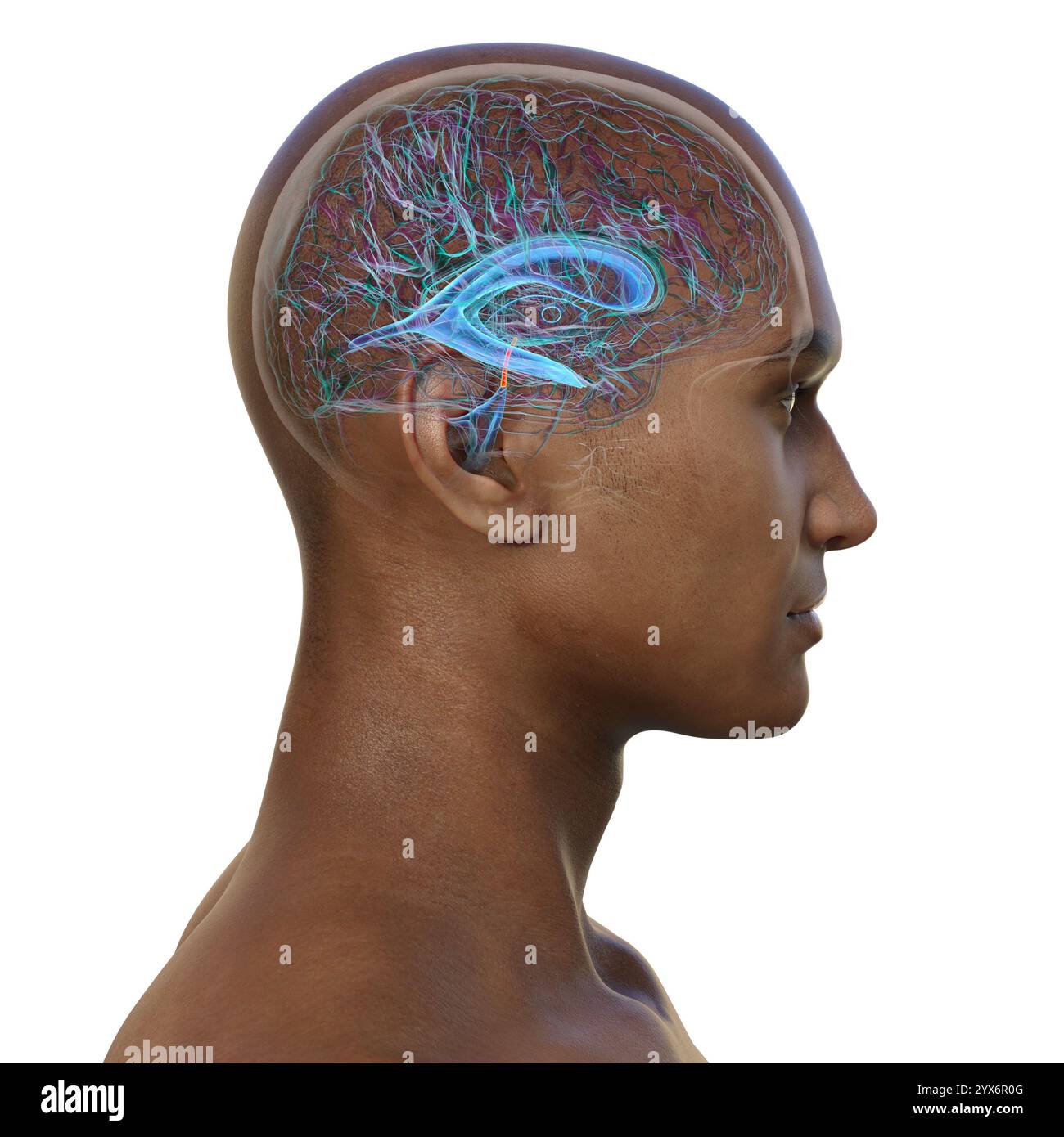 Computer illustration of the human brain with the cerebral aqueduct ...