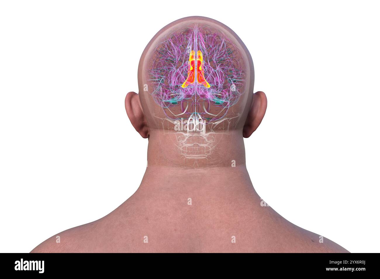 Computer illustration of the human brain highlighting the cingulate ...