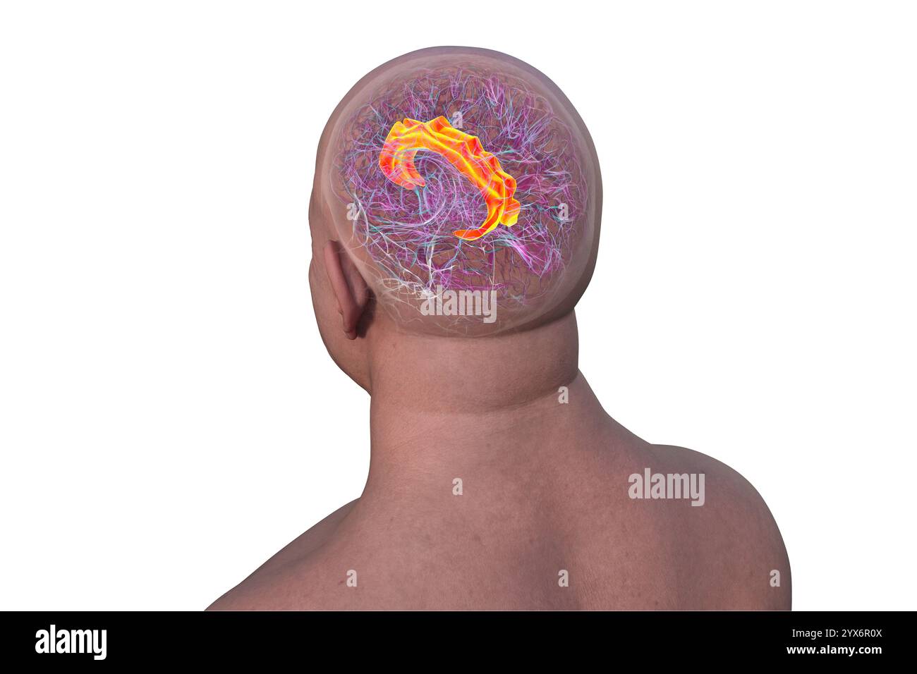 Computer illustration of the human brain highlighting the cingulate ...