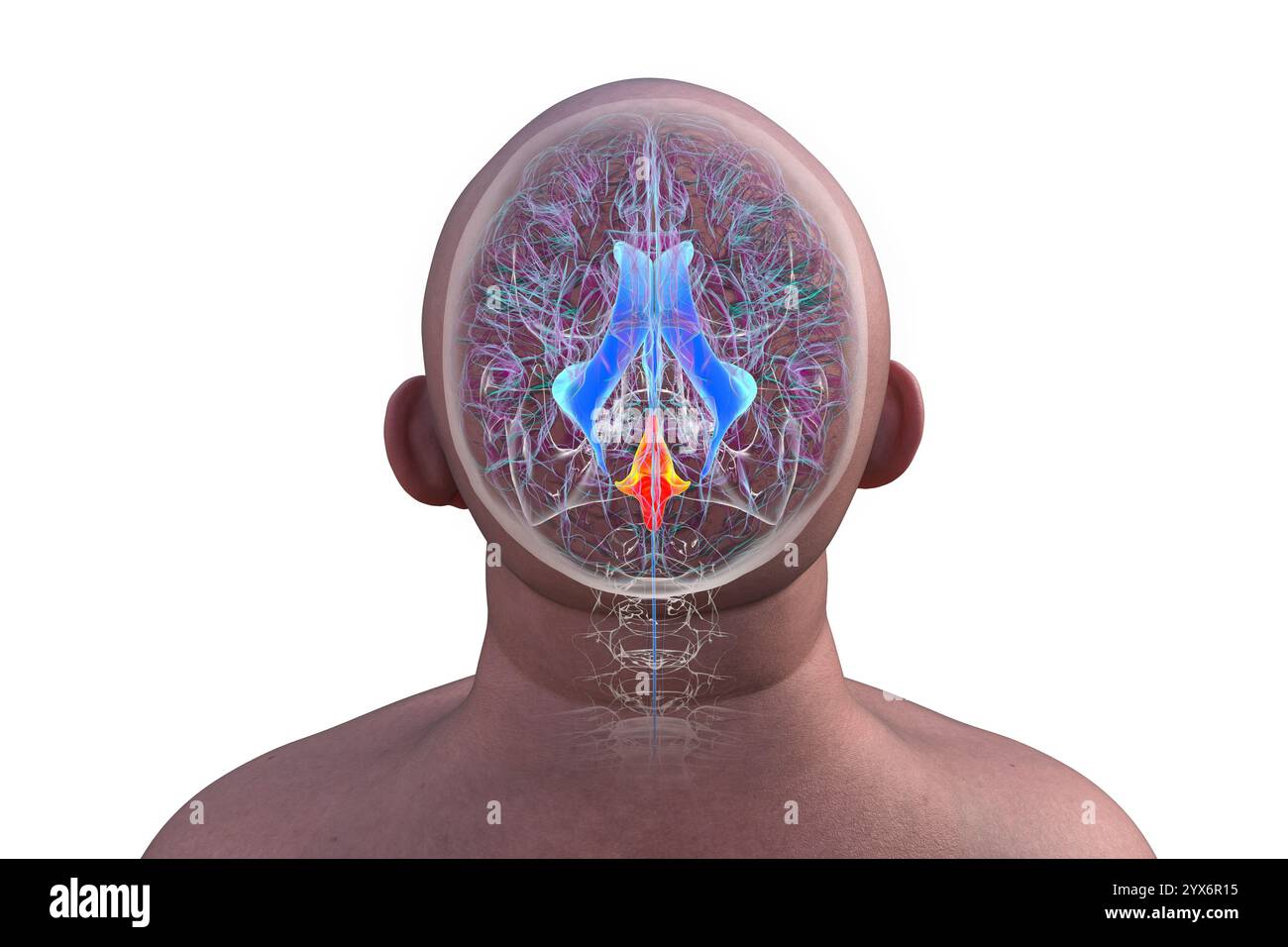 Computer illustration of the fourth brain ventricle (orange), a fluid ...