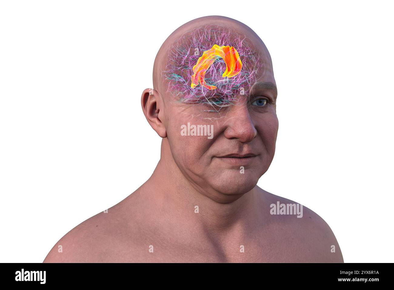 Computer illustration of the human brain highlighting the cingulate ...
