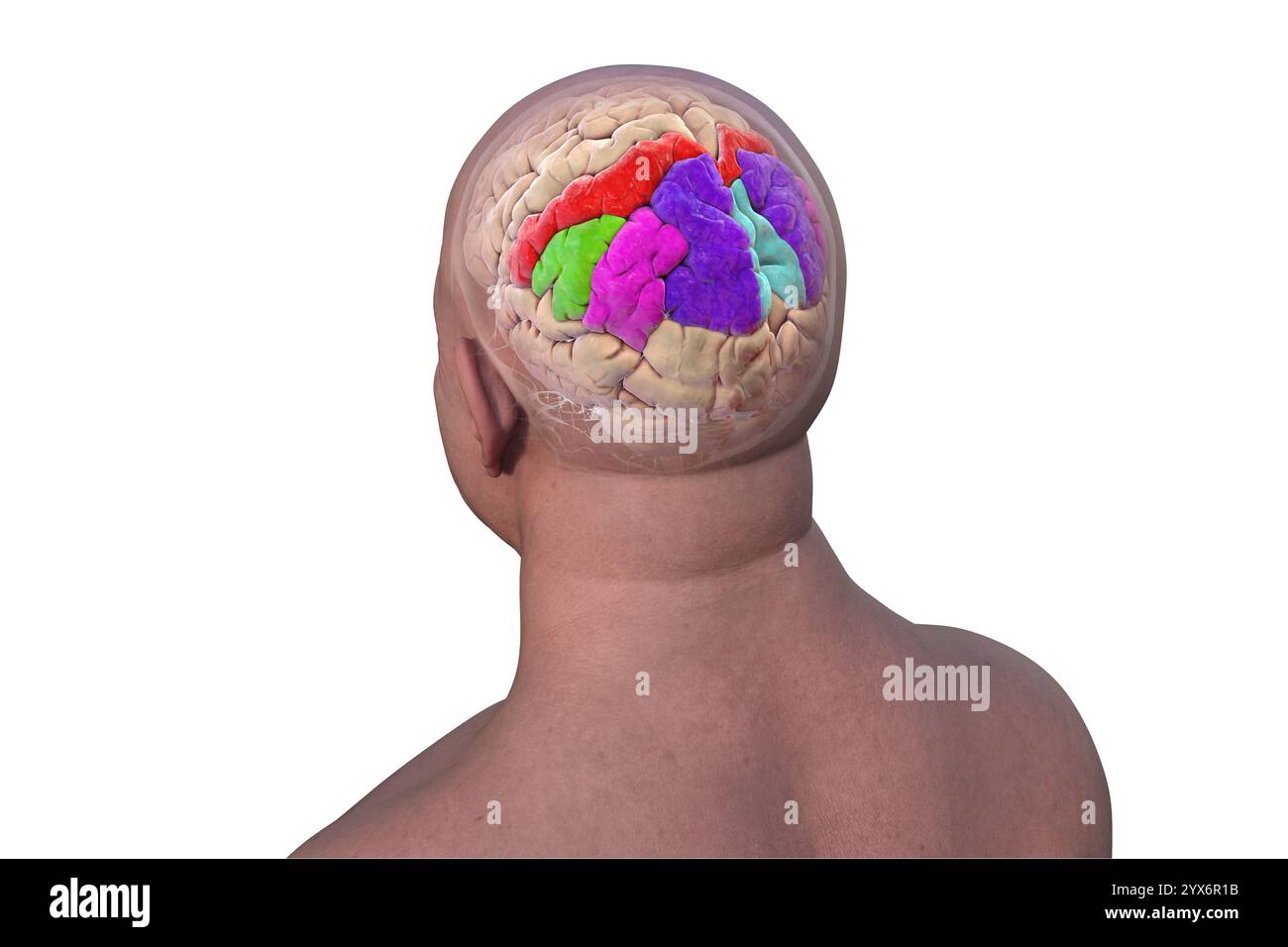 Computer illustration of the parietal gyri showing the postcentral ...