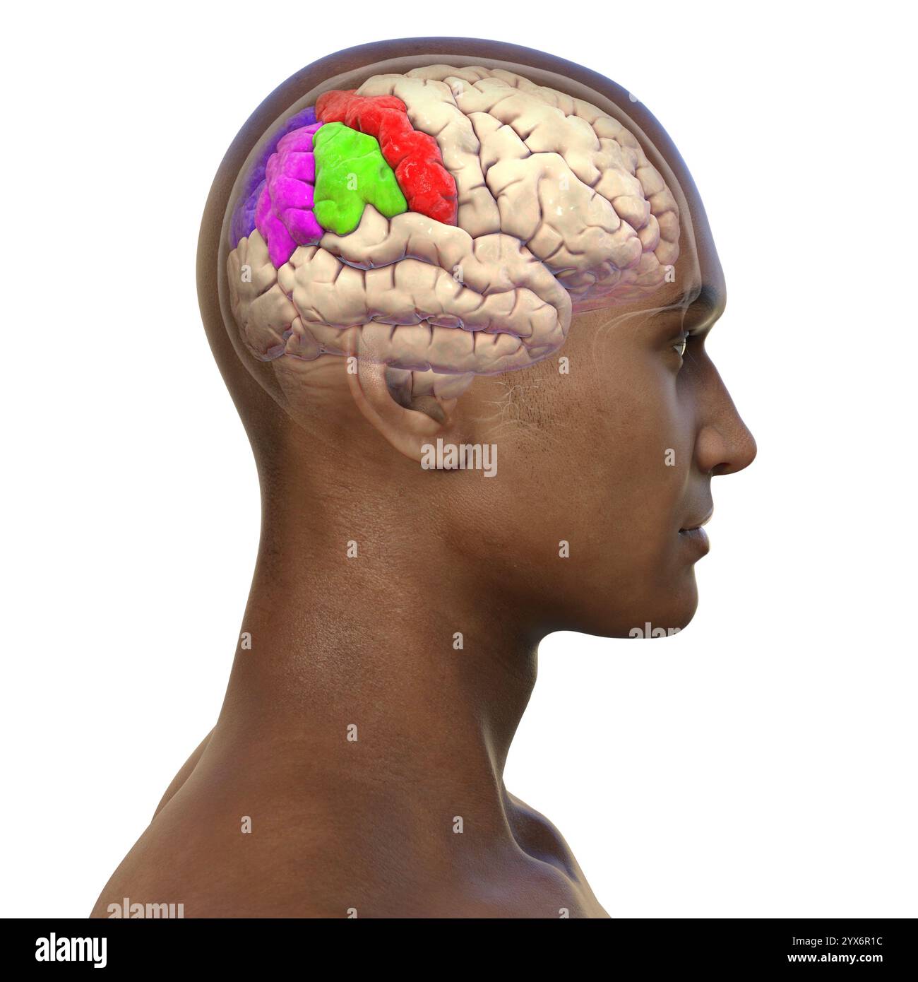 Brain Angular Gyrus