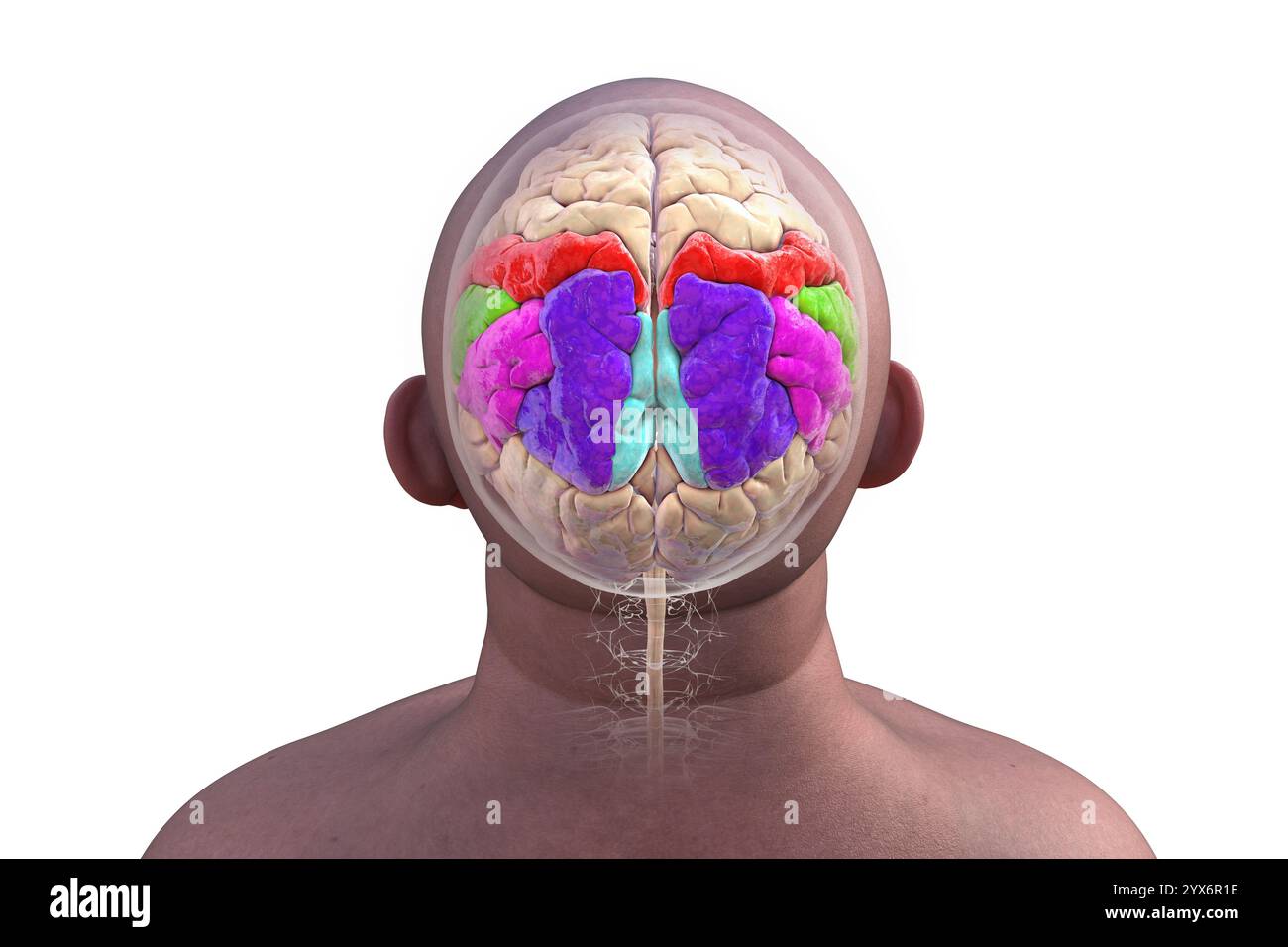 Computer Illustration Of The Parietal Gyri Showing The Postcentral