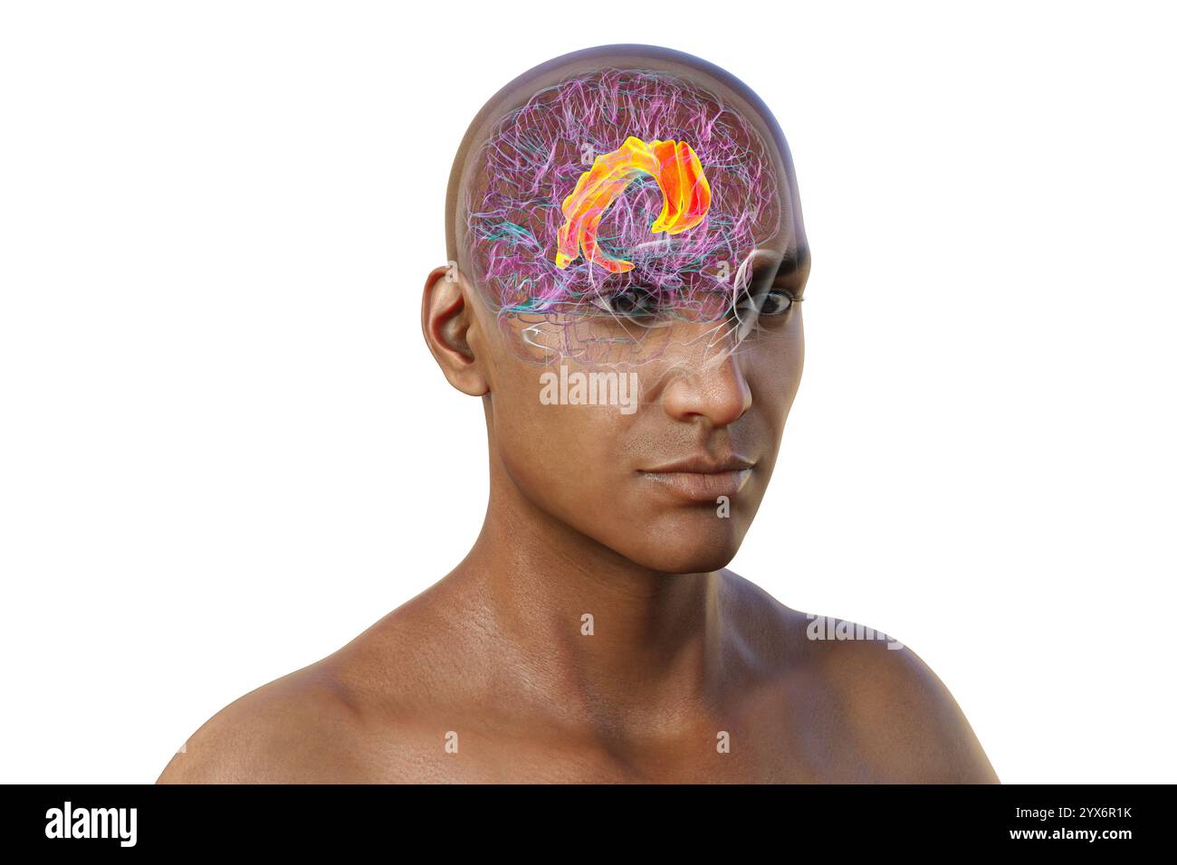 Computer illustration of the human brain highlighting the cingulate ...