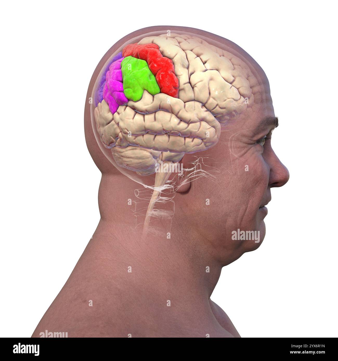 Computer illustration of the parietal gyri showing the postcentral ...
