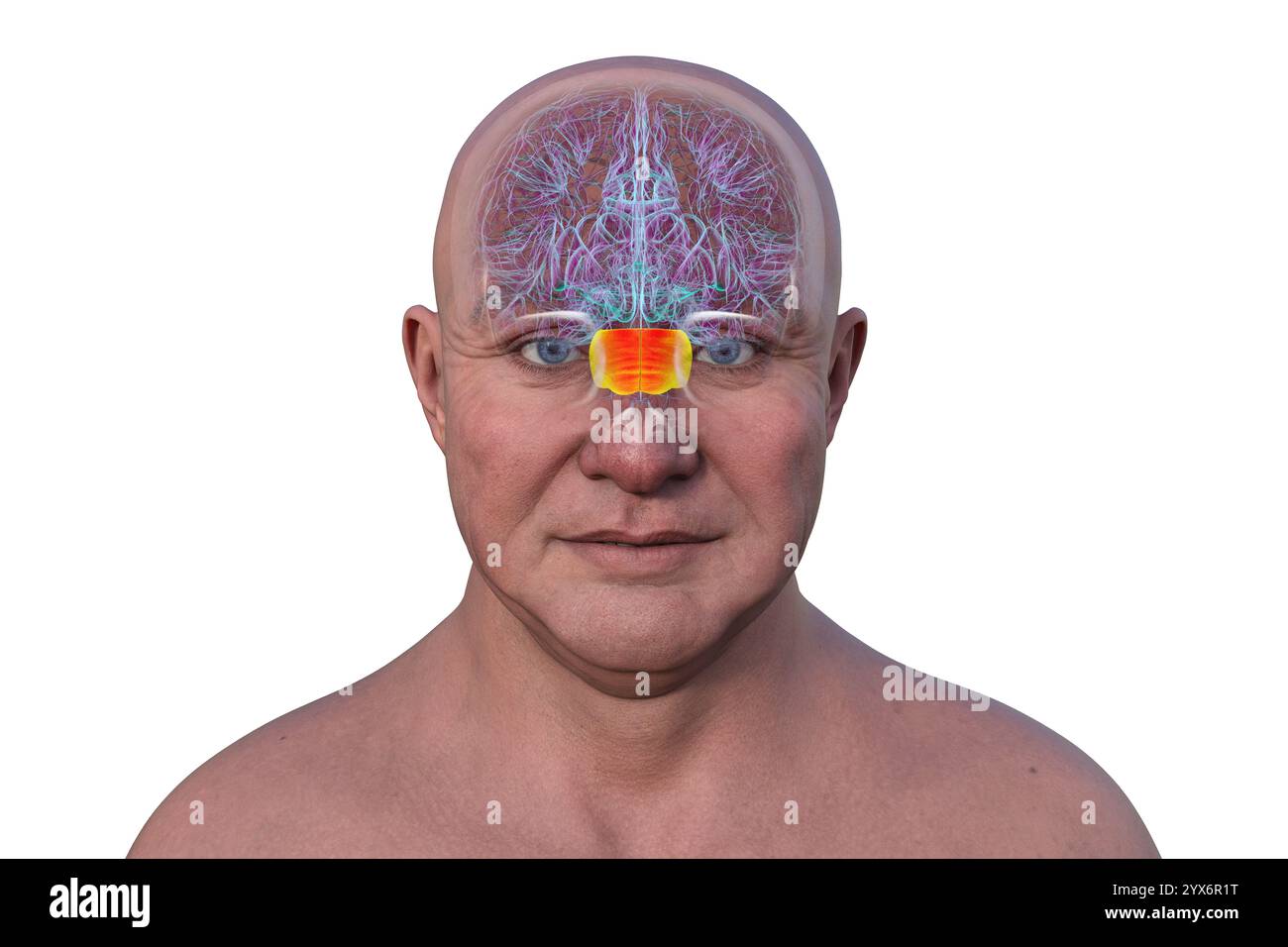 Computer illustration of the human brain with the pons highlighted in ...