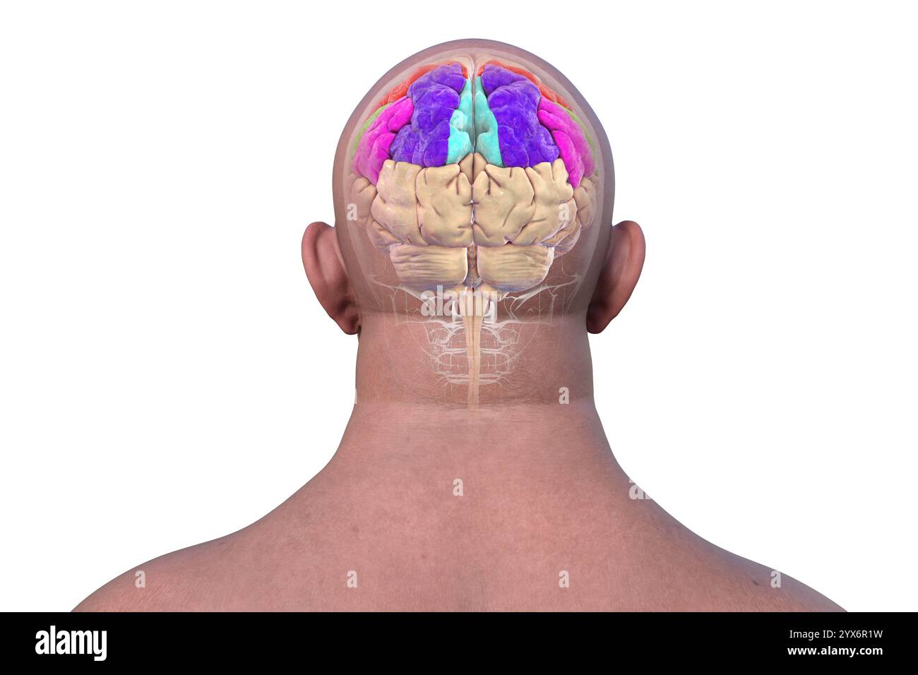 Computer illustration of the parietal gyri showing the postcentral ...