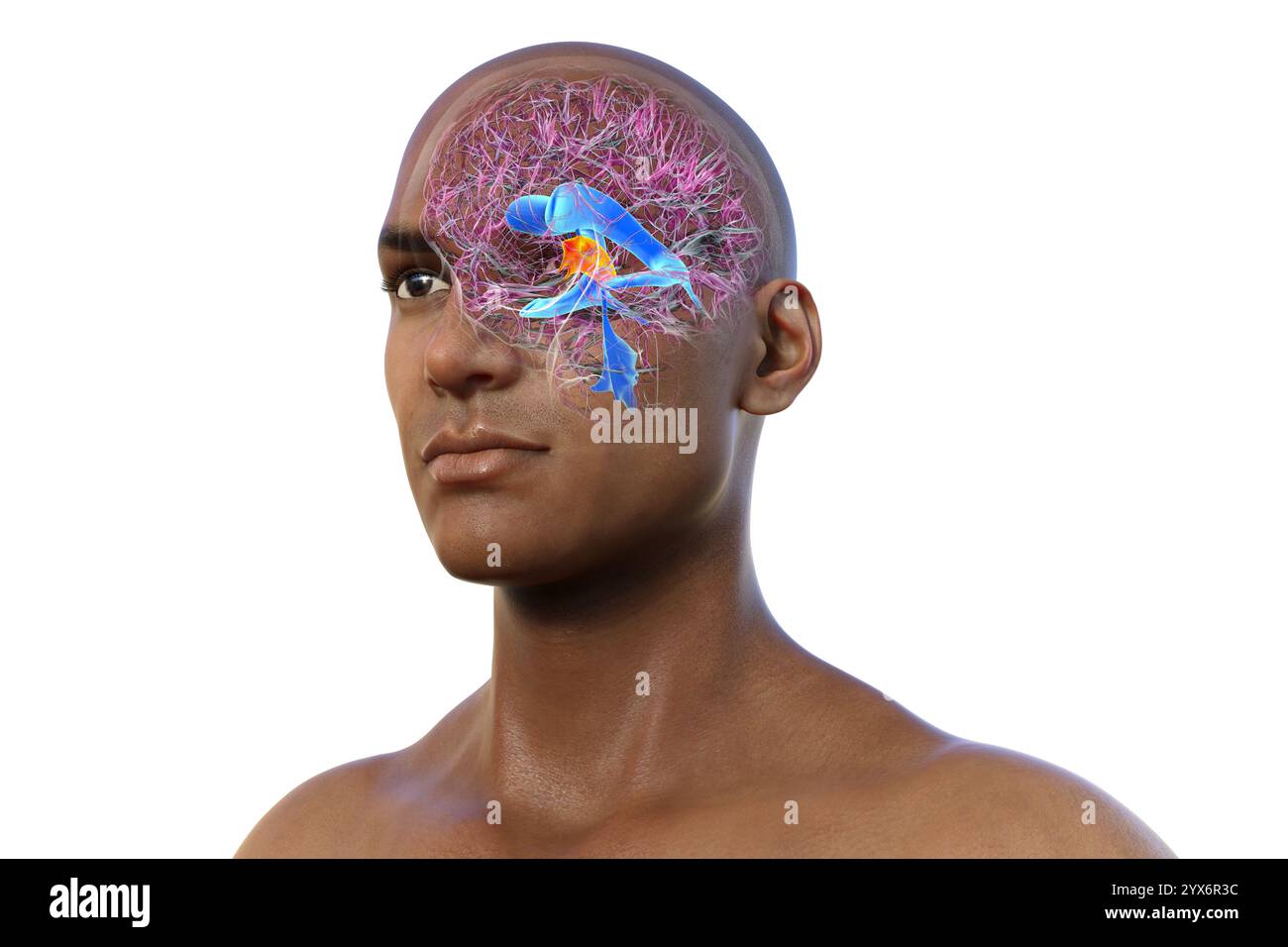 Computer illustration showing the third brain ventricle, a vital ...