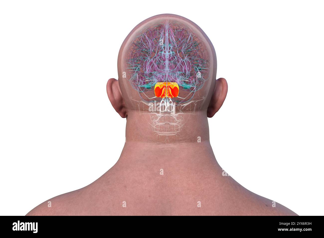 Computer illustration of the human brain with the pons highlighted in ...