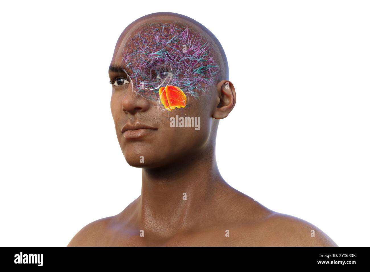 Computer illustration of the human brain with the pons highlighted in ...