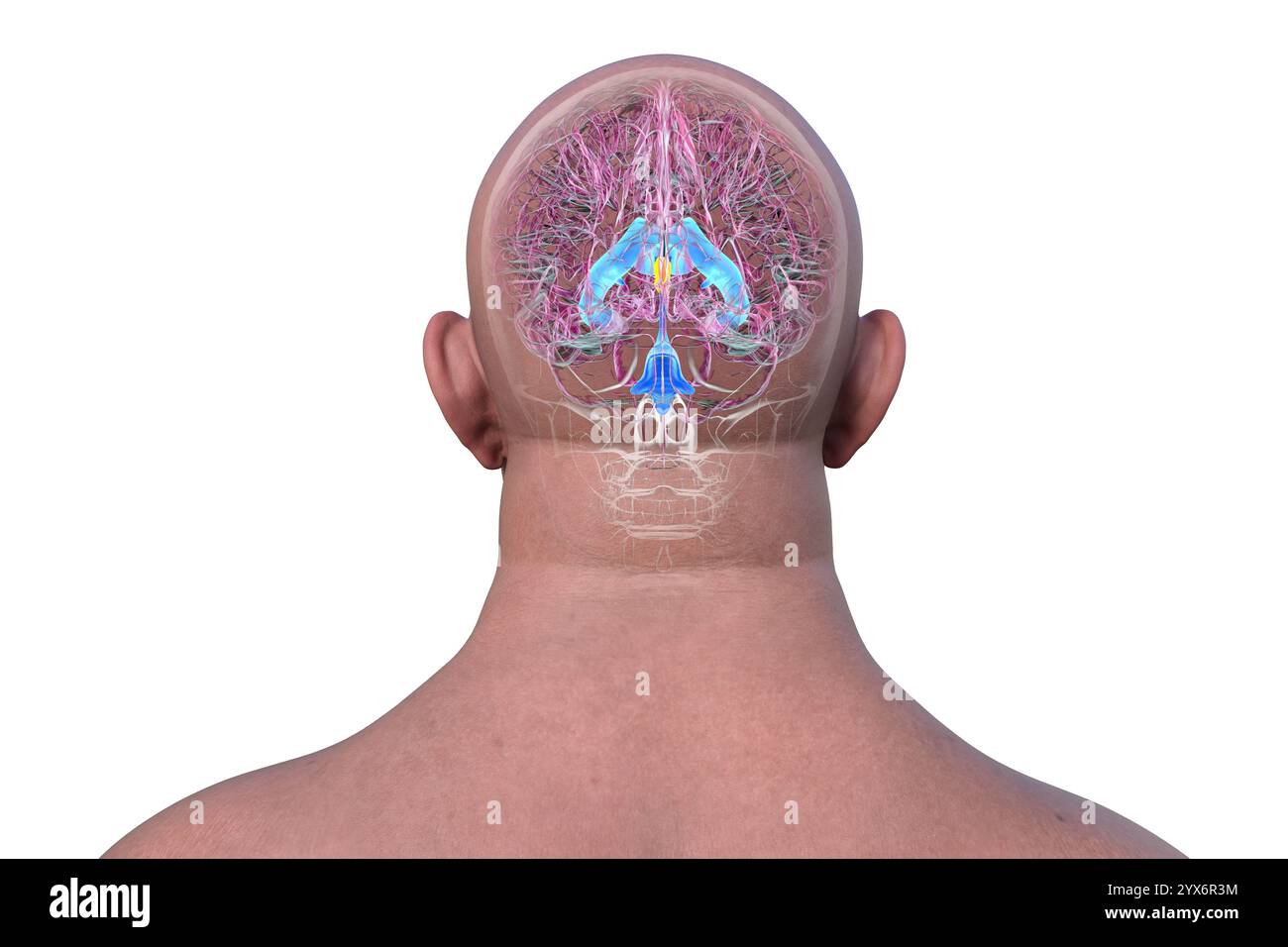 Computer illustration showing the third brain ventricle, a vital ...