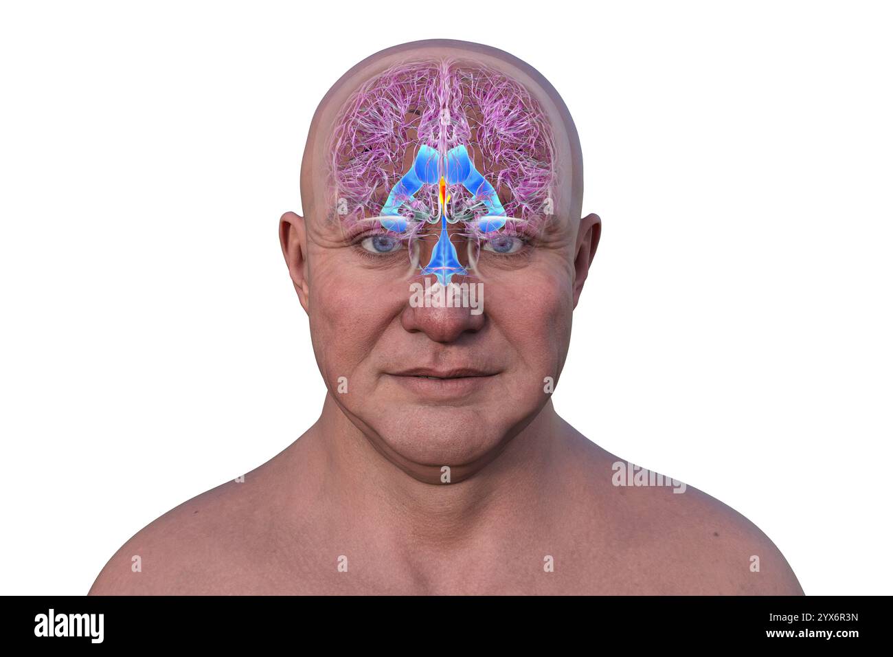 Computer illustration showing the third brain ventricle, a vital ...