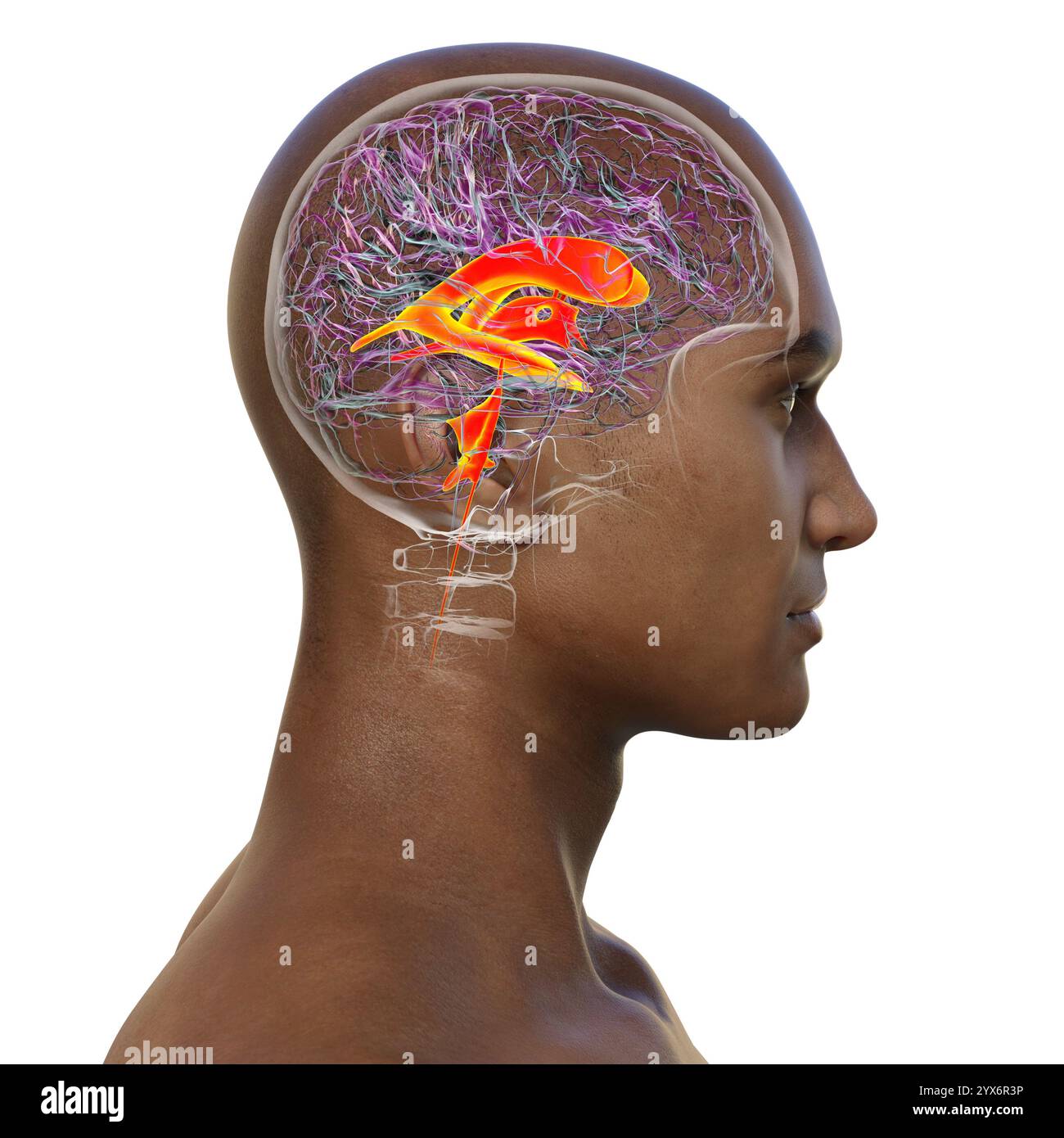 Ventricular system of the brain, computer illustration. The ventricles ...