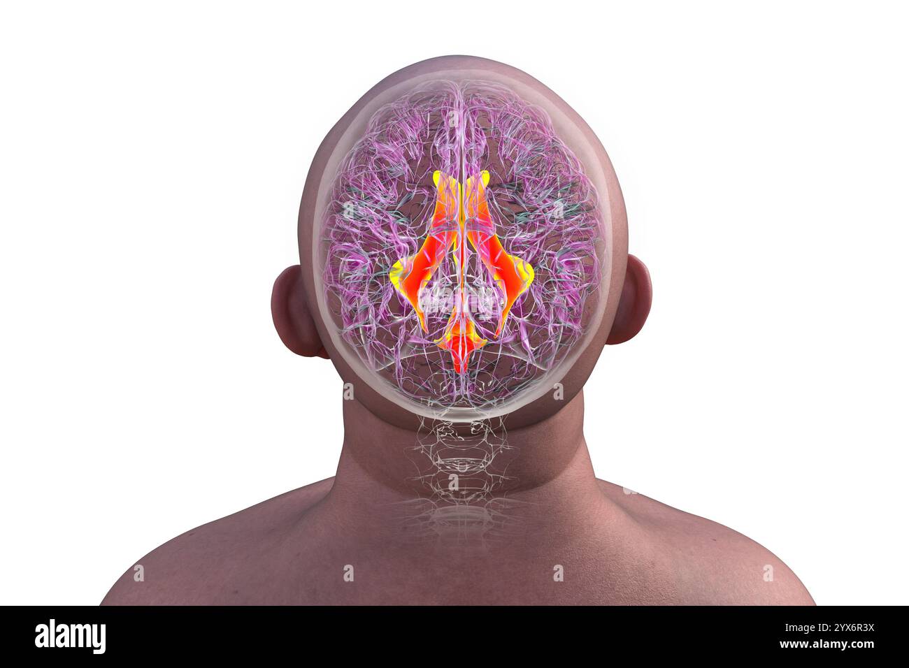 Ventricular system of the brain, computer illustration. The ventricles ...