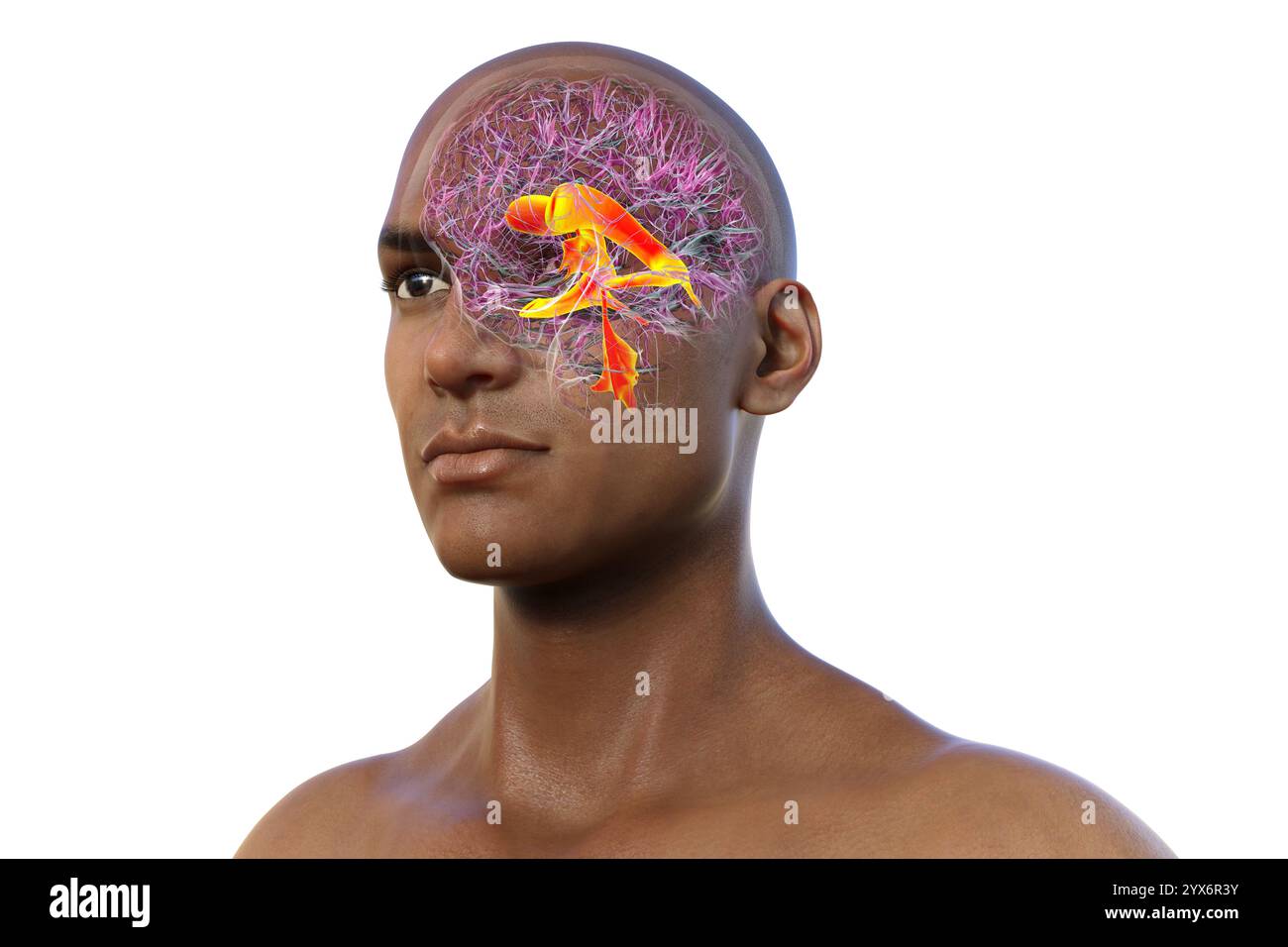 Ventricular system of the brain, computer illustration. The ventricles ...