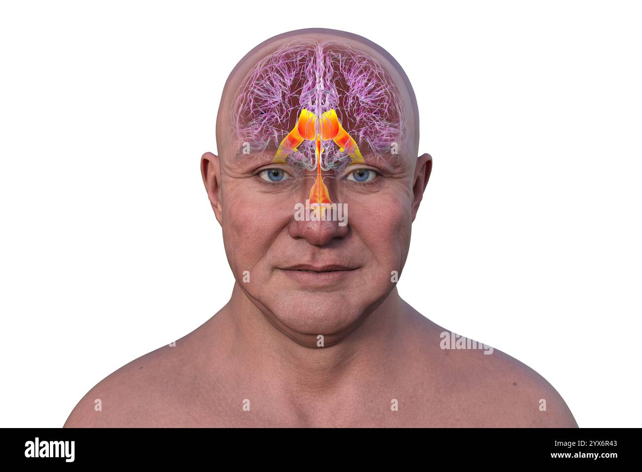 Ventricular system of the brain, computer illustration. The ventricles ...