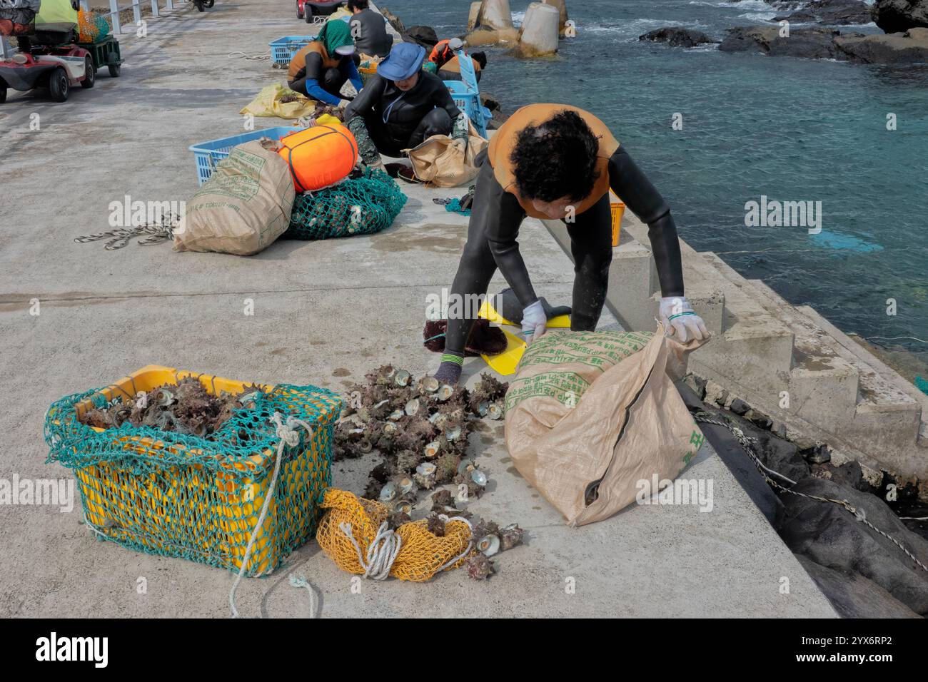 Haenyeo women divers with their fresh conch shell catch, Gapado Island ...
