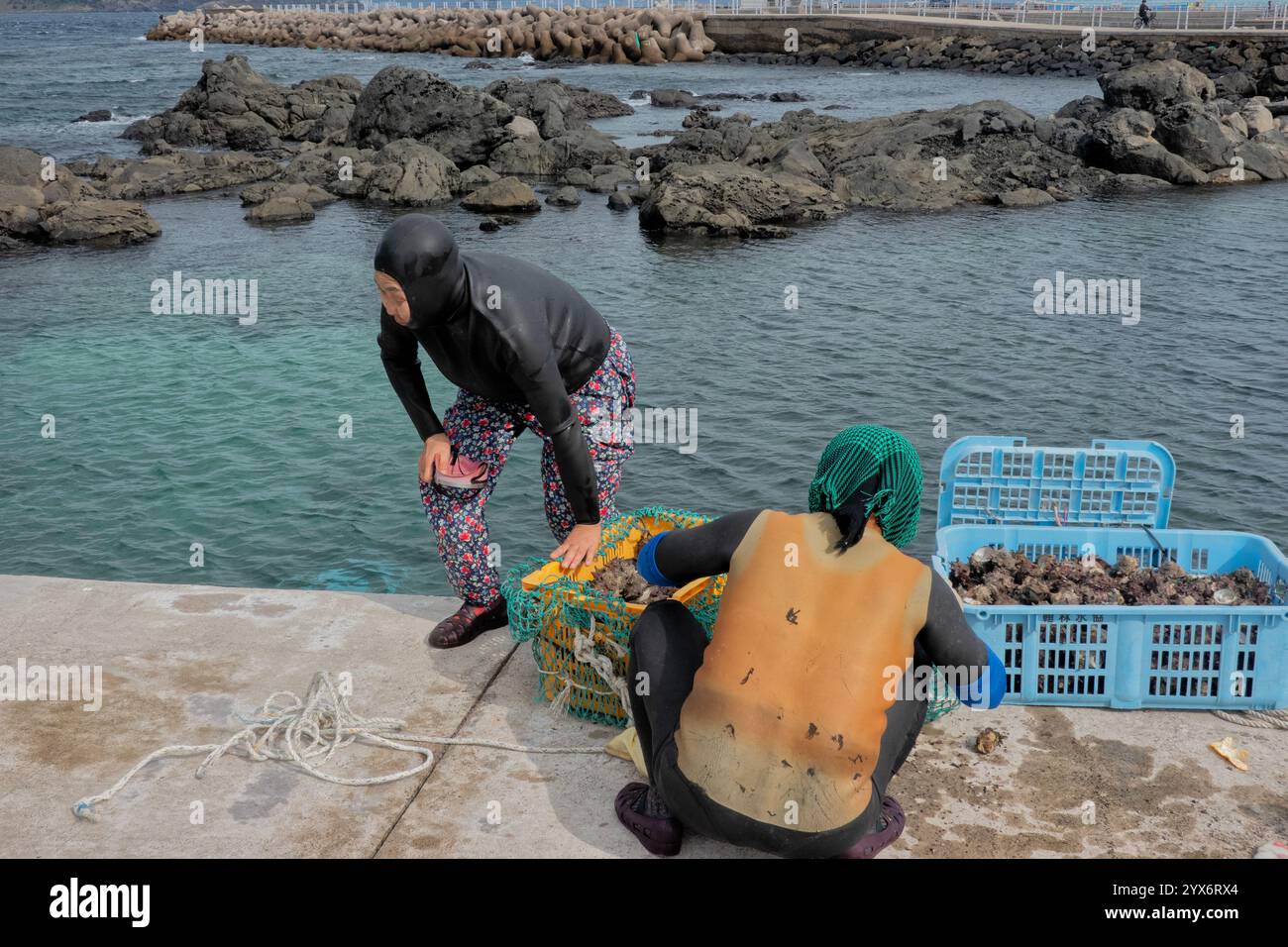 Haenyeo women divers with their fresh conch shell catch, Gapado Island ...