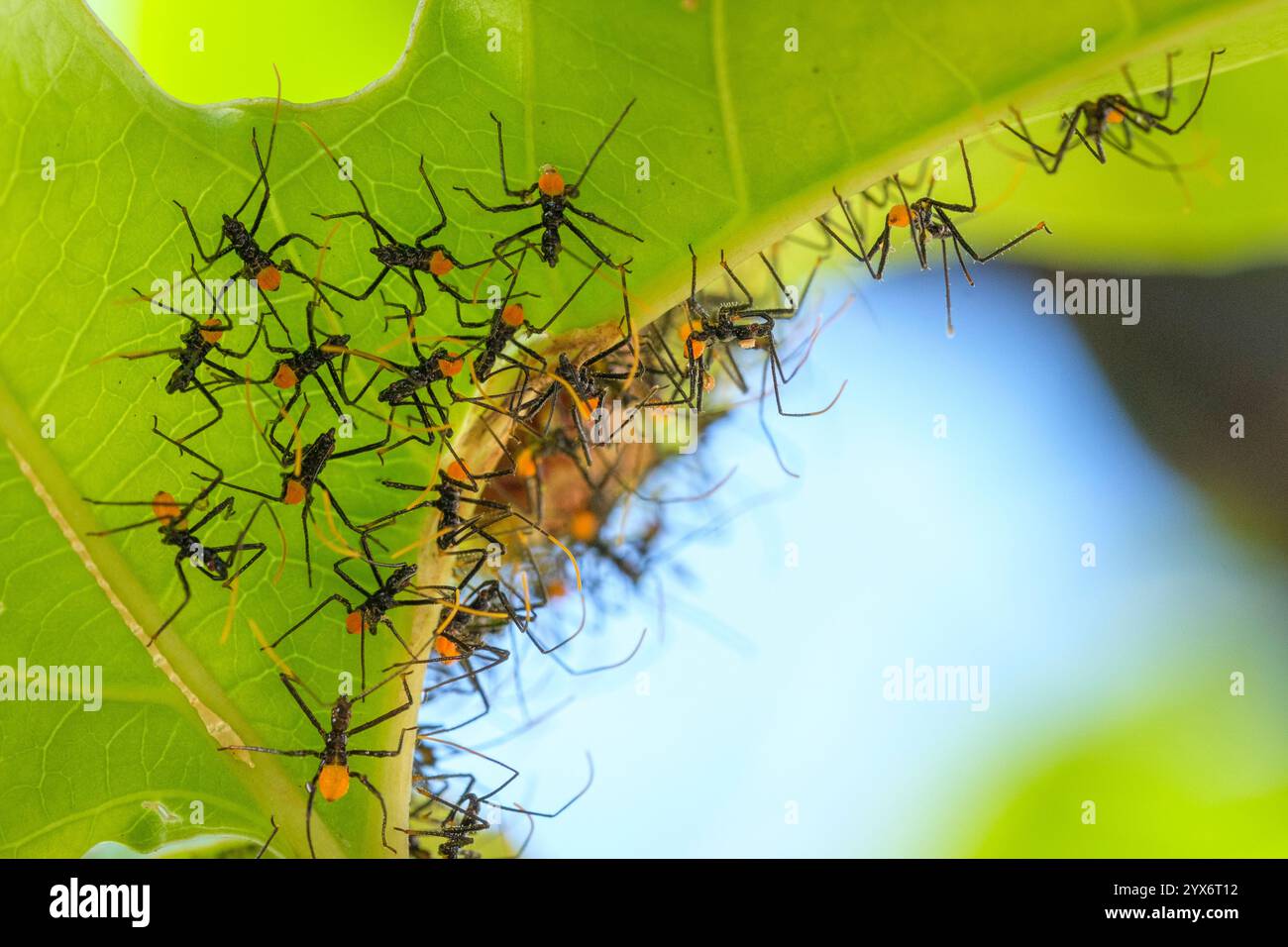 Common Assassin Bug in our garden Stock Photo - Alamy