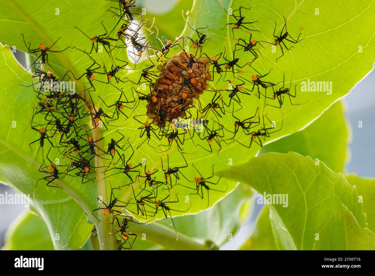 Common Assassin Bug in our garden Stock Photo - Alamy