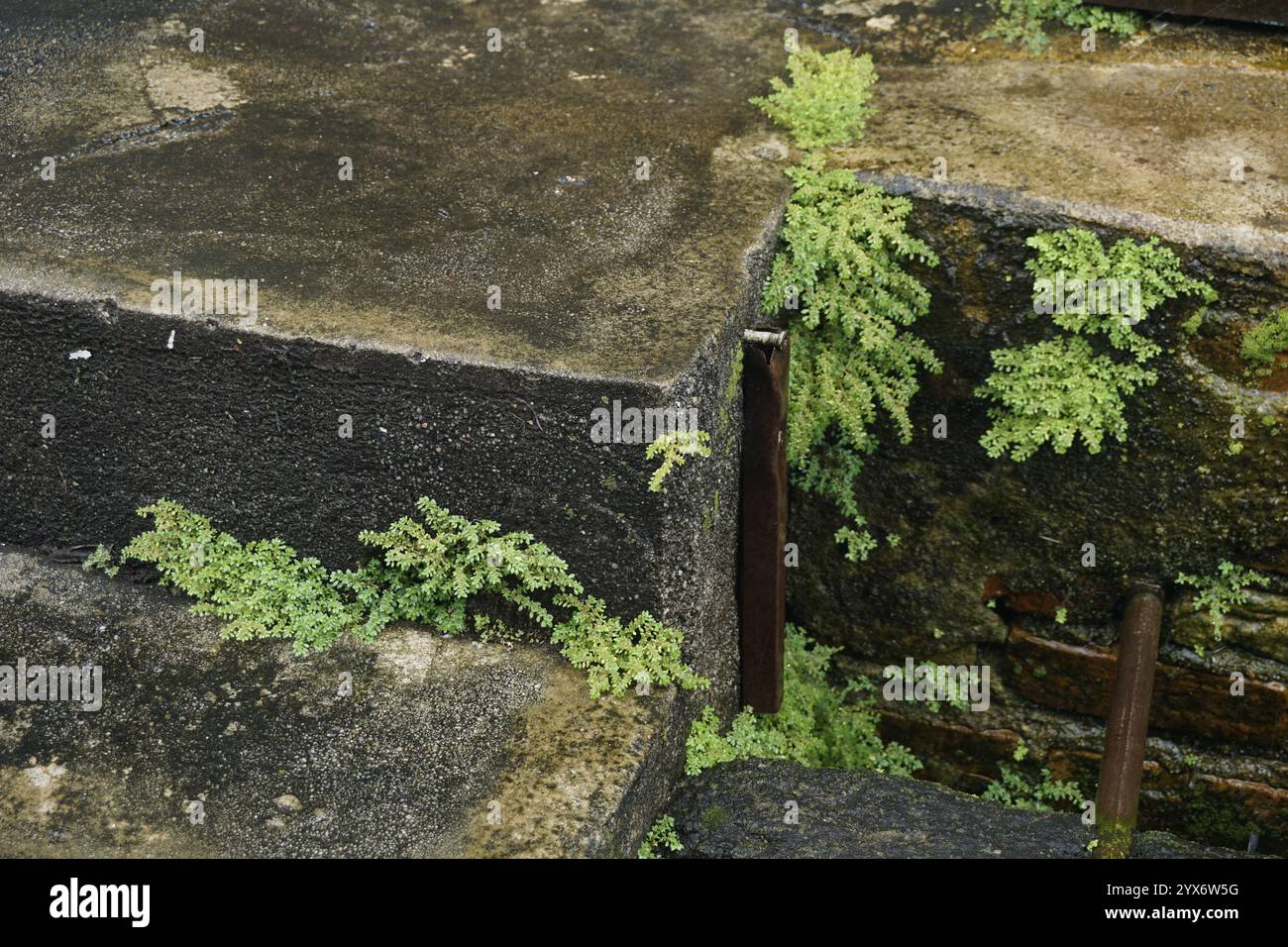 Plants growing on wet pavement stairs Stock Photo - Alamy