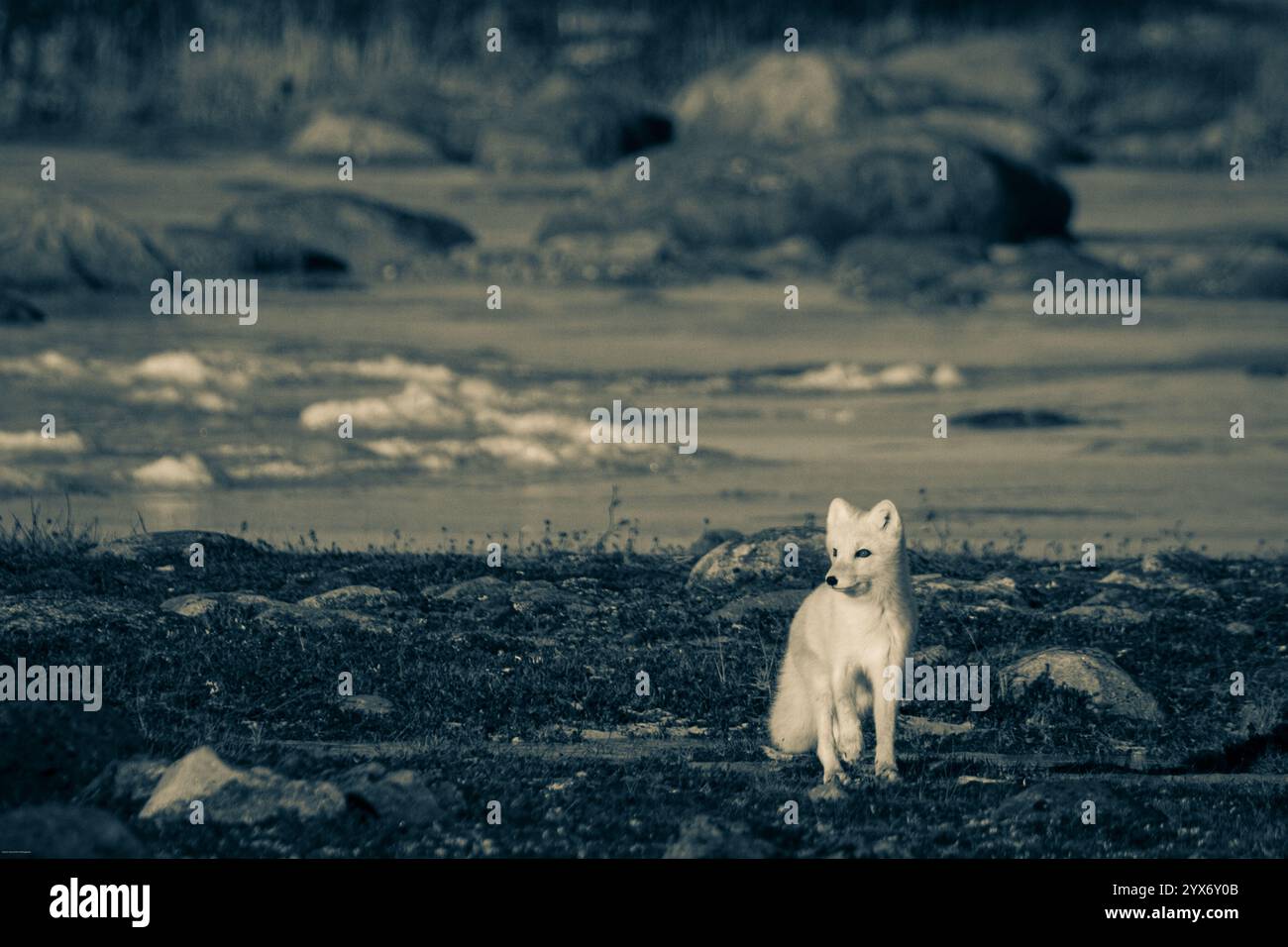 Photo of an arctic fox walking on the tundra in black and white during ...