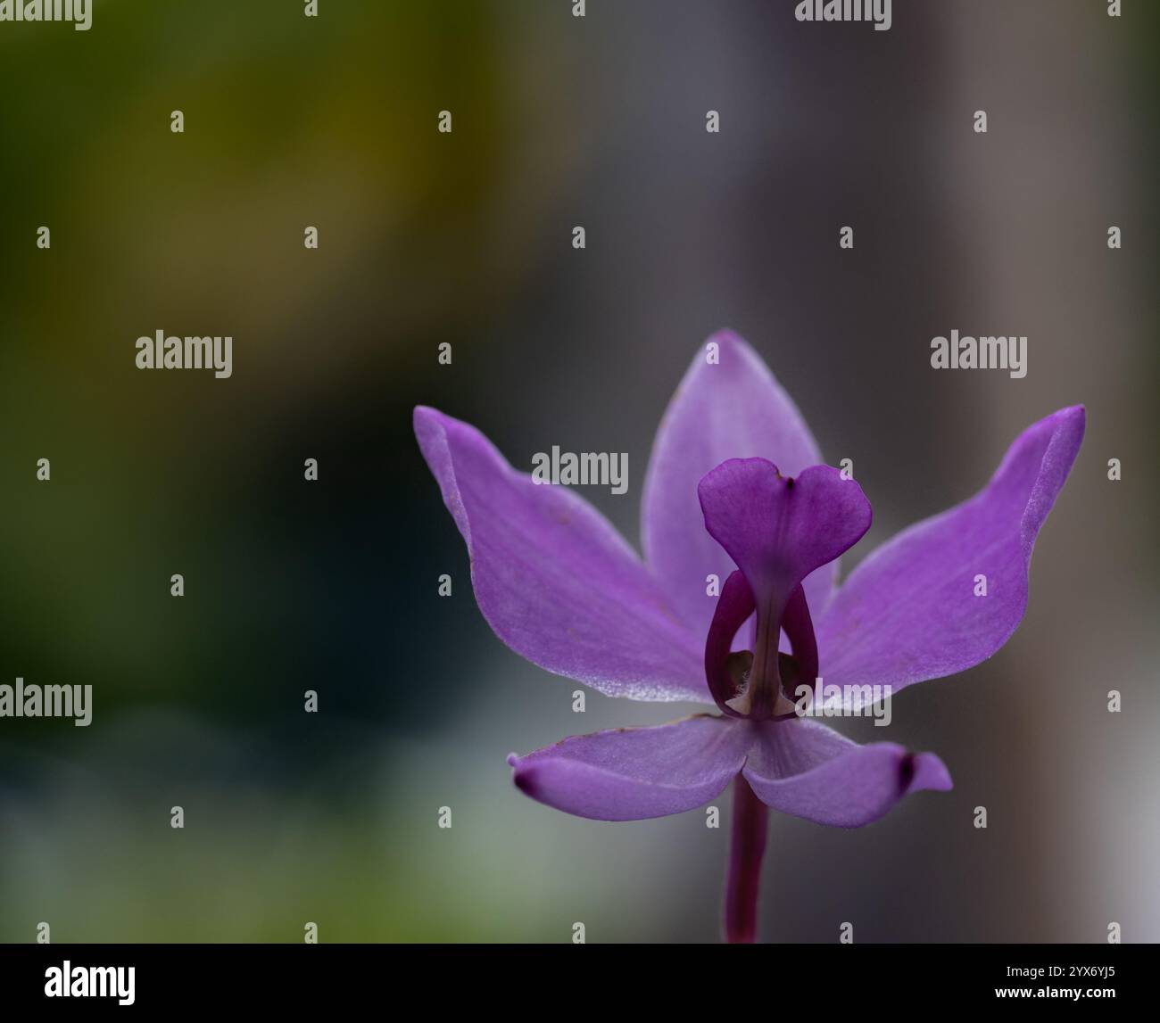 Heart 2025 hi-res stock photography and images - Alamy