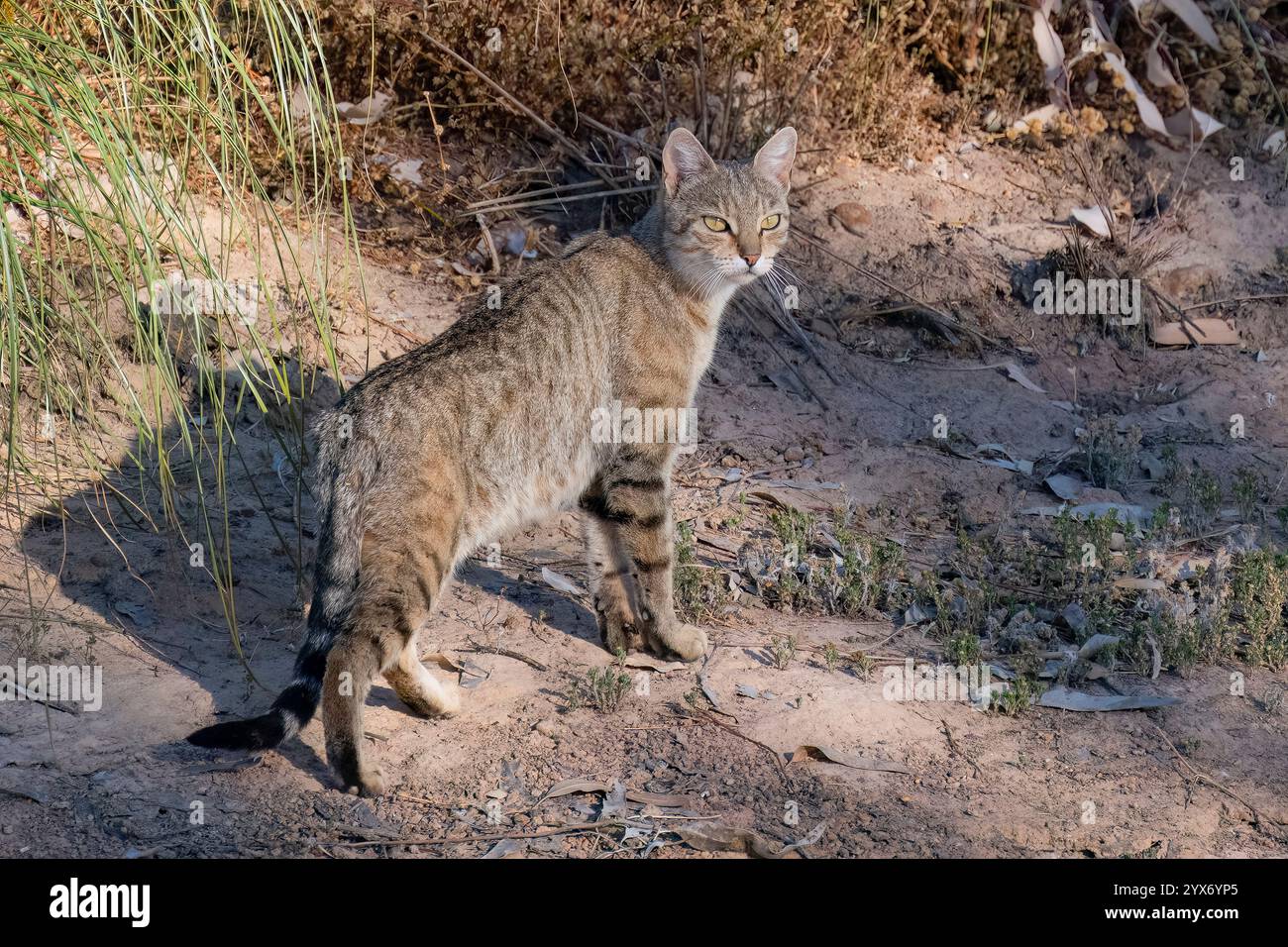 Feral cat hunting (Felis catus), Marianna Waterhole, Cordillo Downs ...