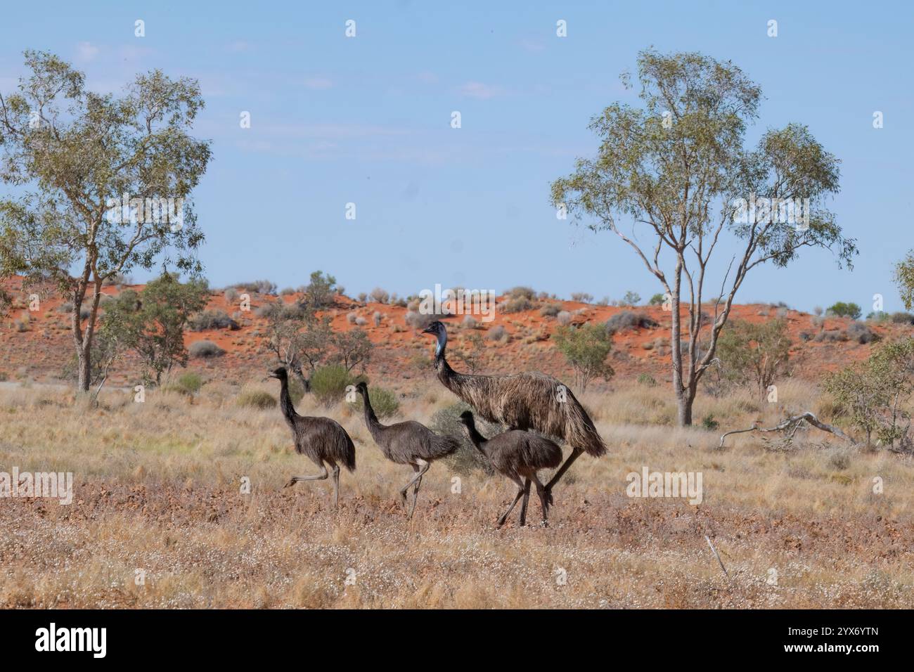 Dad Emu and three young walking through the Outback (Dromaius ...