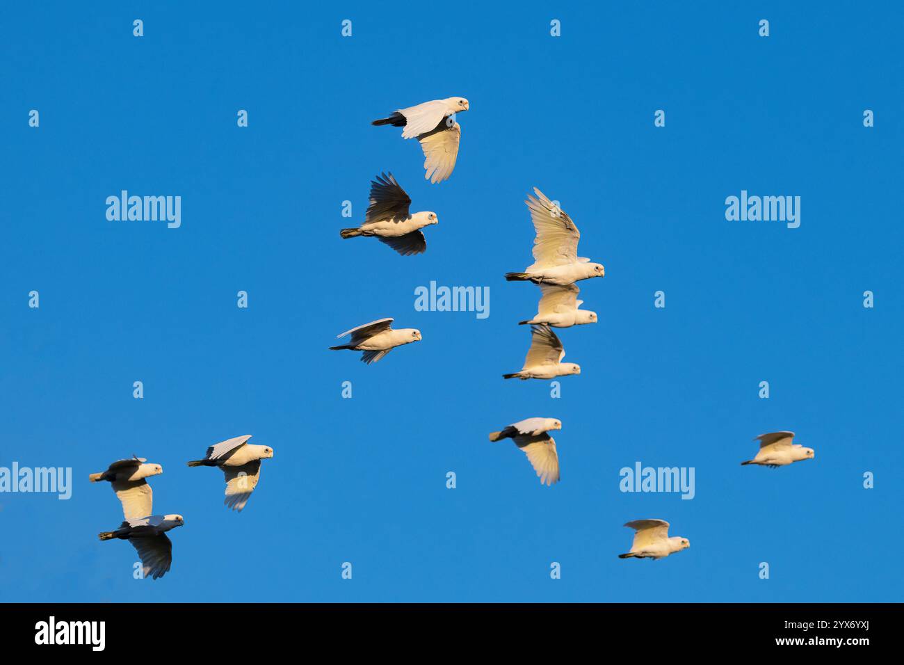 A flock of Short-billed Corellas or Little Corellas (Cacatua sanguinea ...