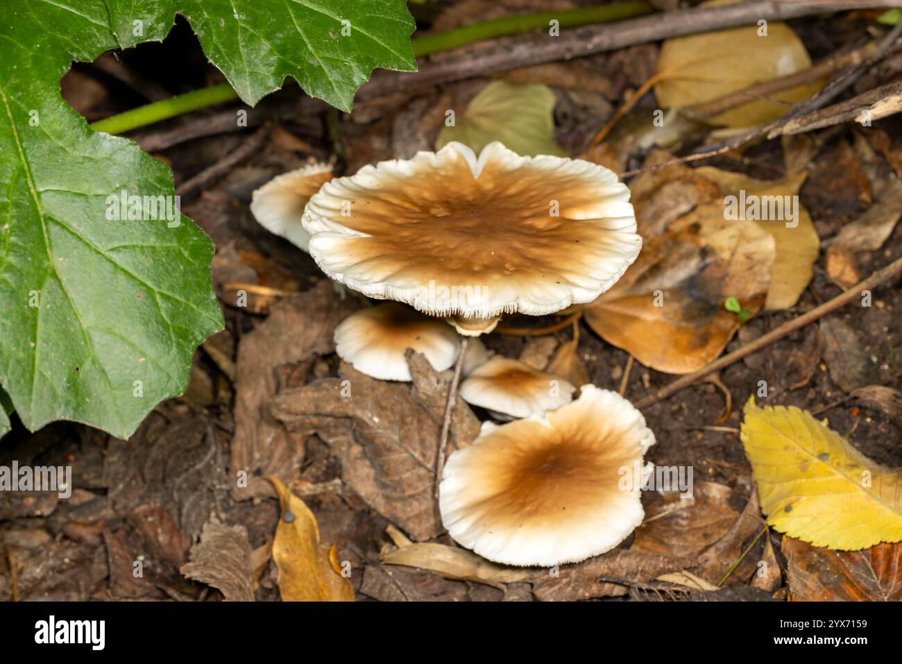 Wild mushrooms in their natural place Stock Photo - Alamy
