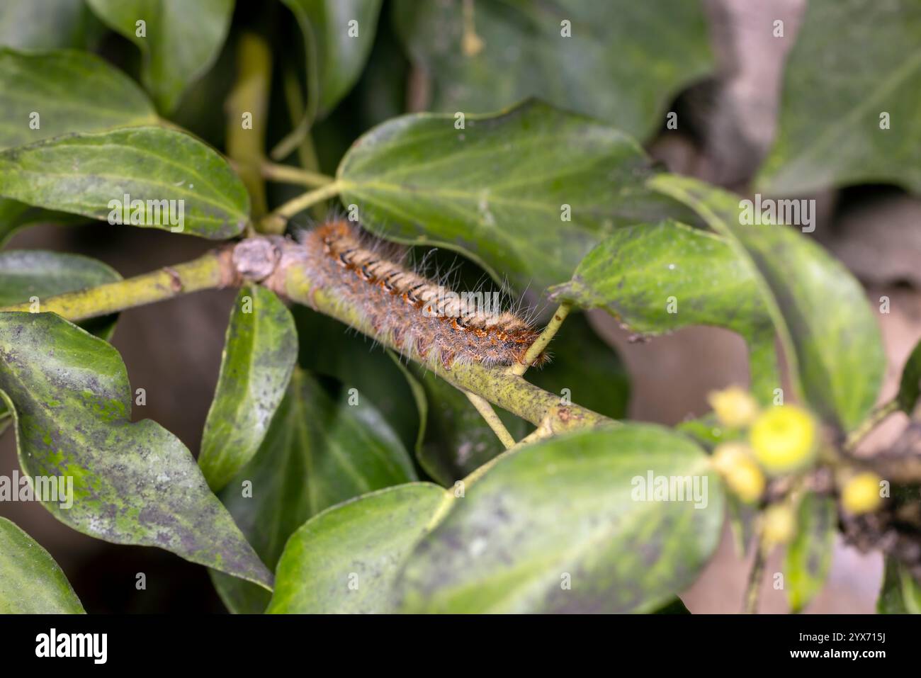 The Oak Eggar Moth caterpillar Stock Photo - Alamy