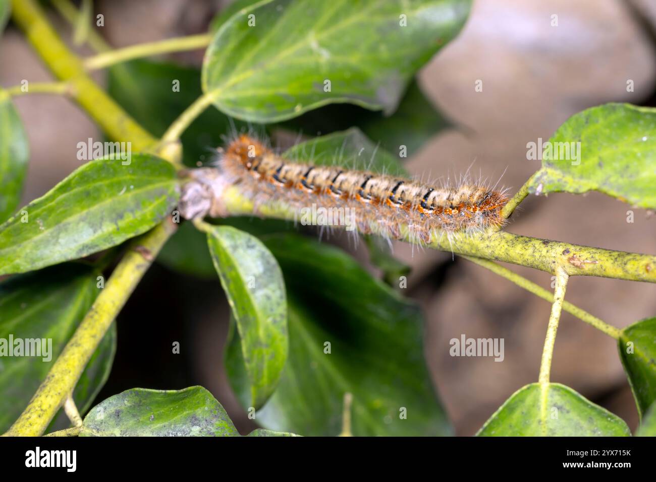 The Oak Eggar Moth caterpillar Stock Photo - Alamy