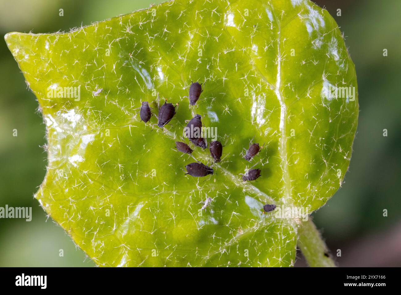 1x magnification hi-res stock photography and images - Alamy