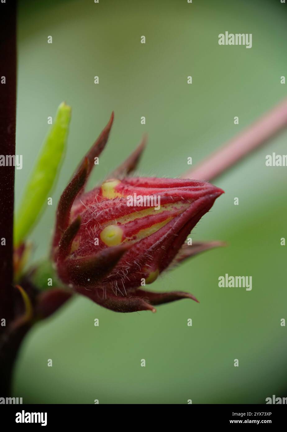 Rosella buds hi-res stock photography and images - Alamy