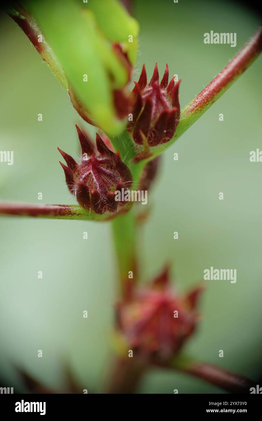 Rosella buds hi-res stock photography and images - Alamy