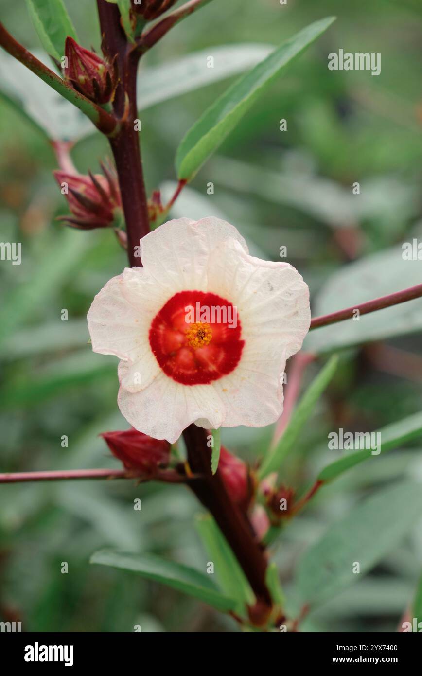 Rosella buds hi-res stock photography and images - Alamy