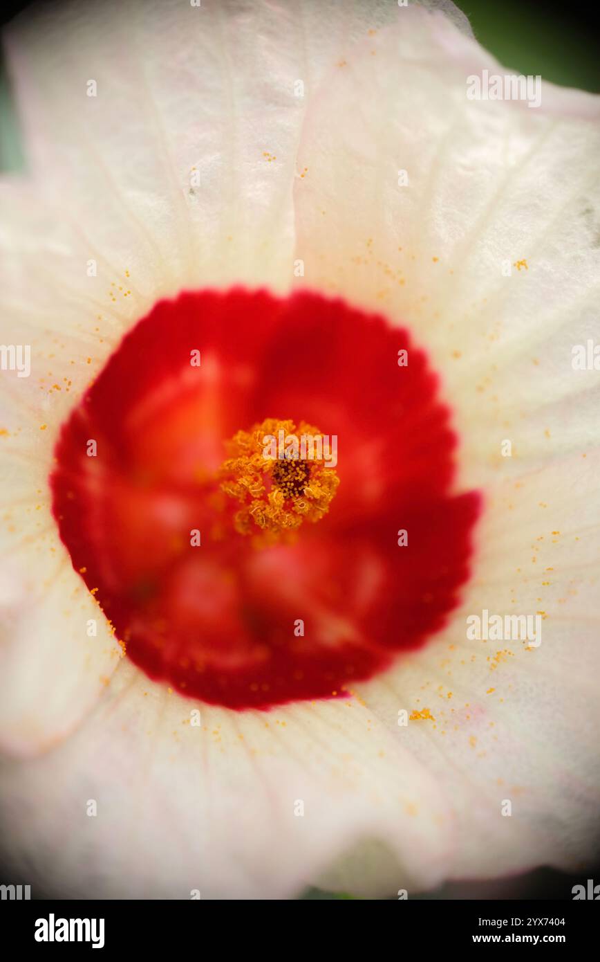 Rosella buds hi-res stock photography and images - Alamy