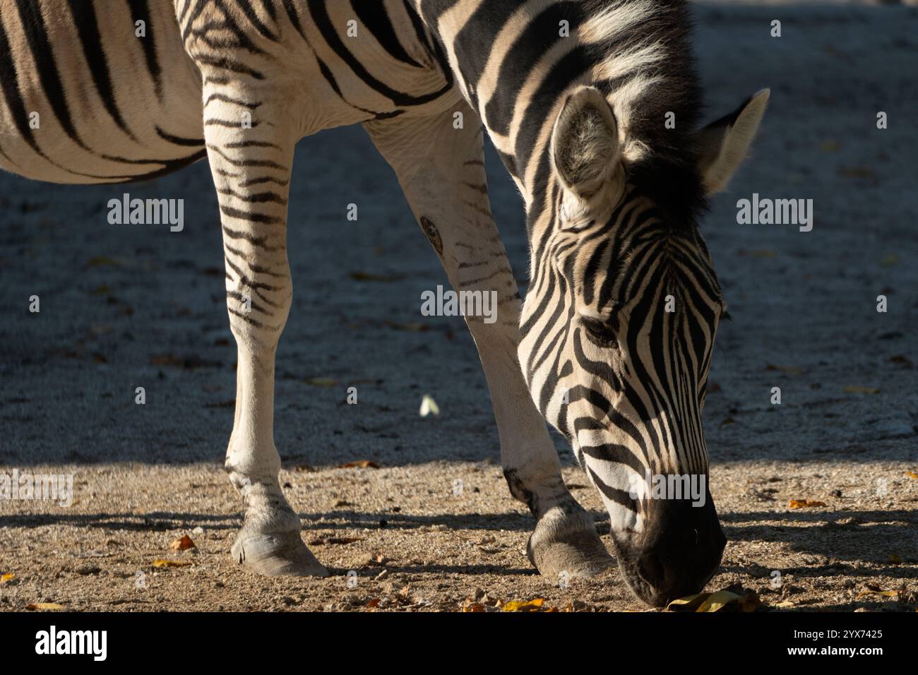 Zebra Grazing Zoo Enclosure Daytime: Wildlife conservation; animal ...