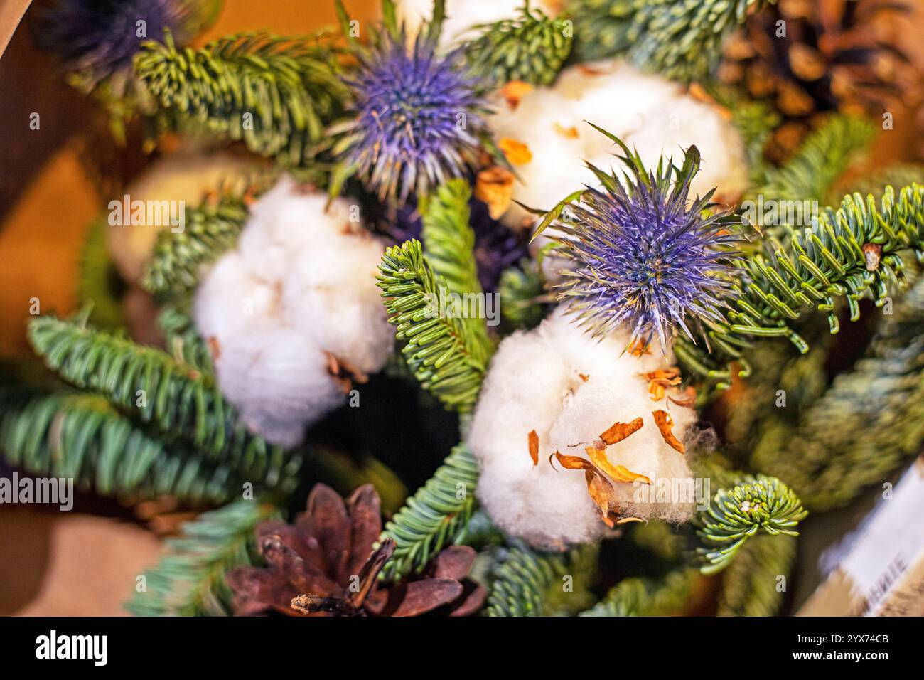 blue thistle with cotton and Christmas tree branches Stock Photo - Alamy