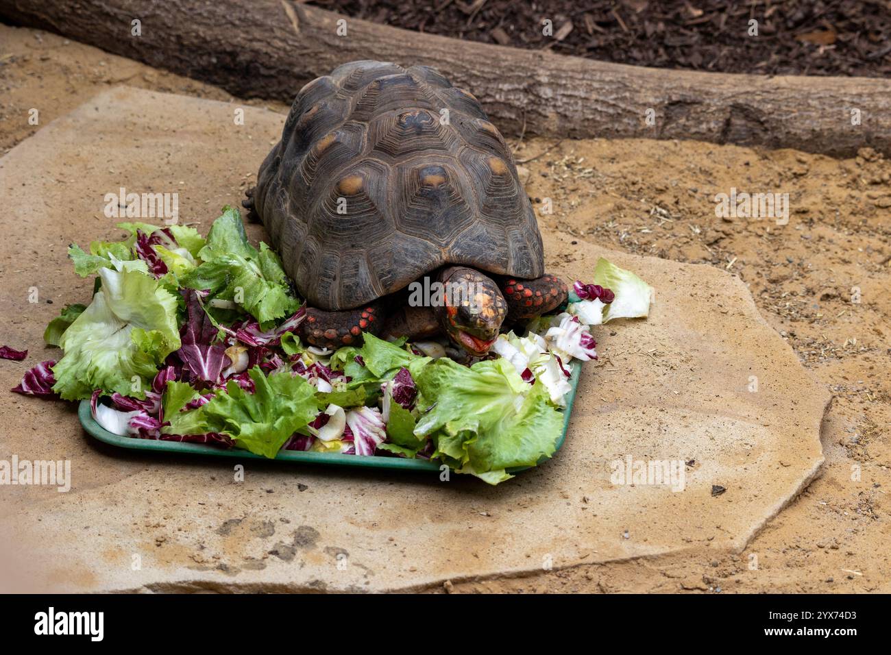 Close up red footed tortoise hi-res stock photography and images - Alamy