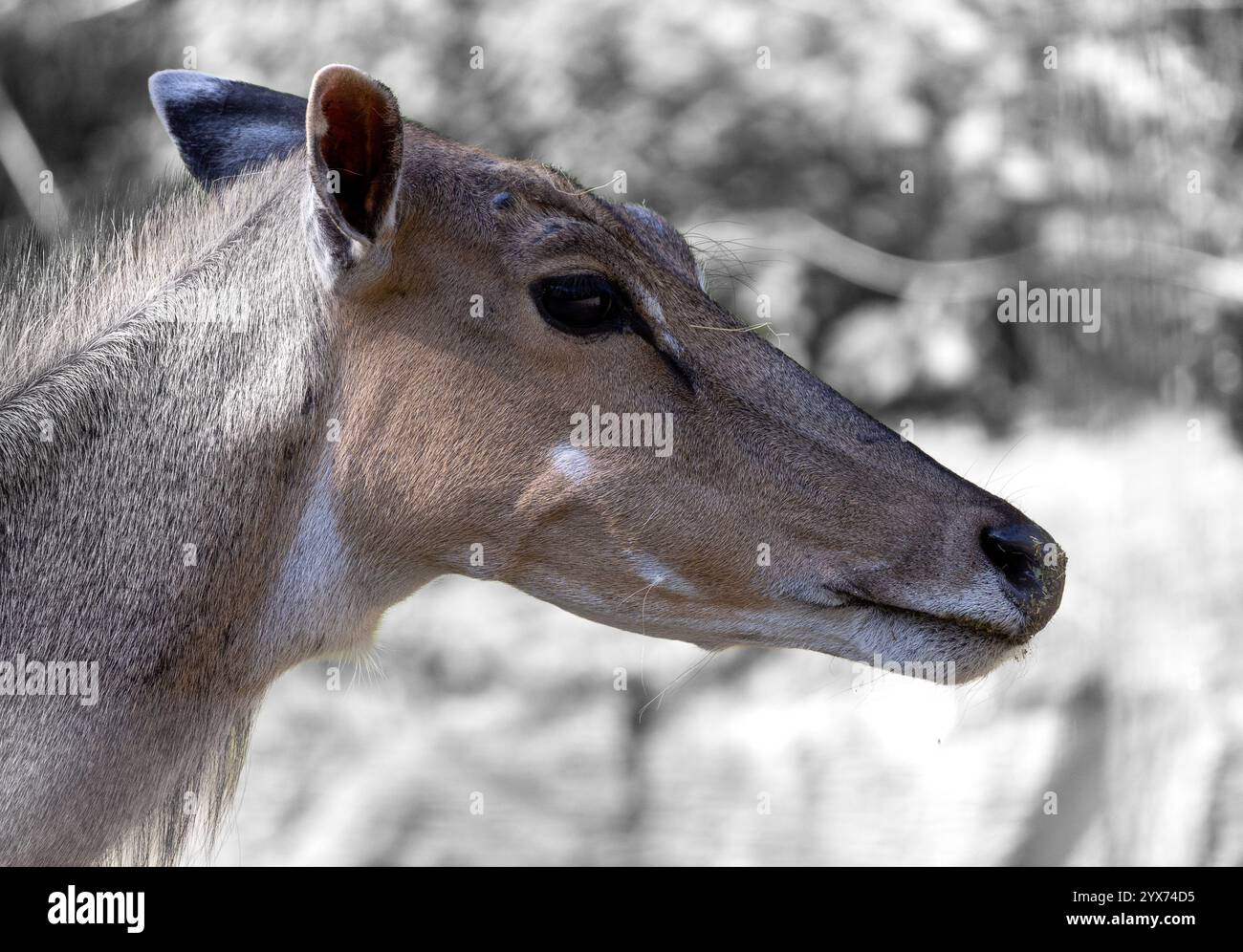 Nilgai (Boselaphus tragocamelus) Female Nilgai is the largest antelope ...