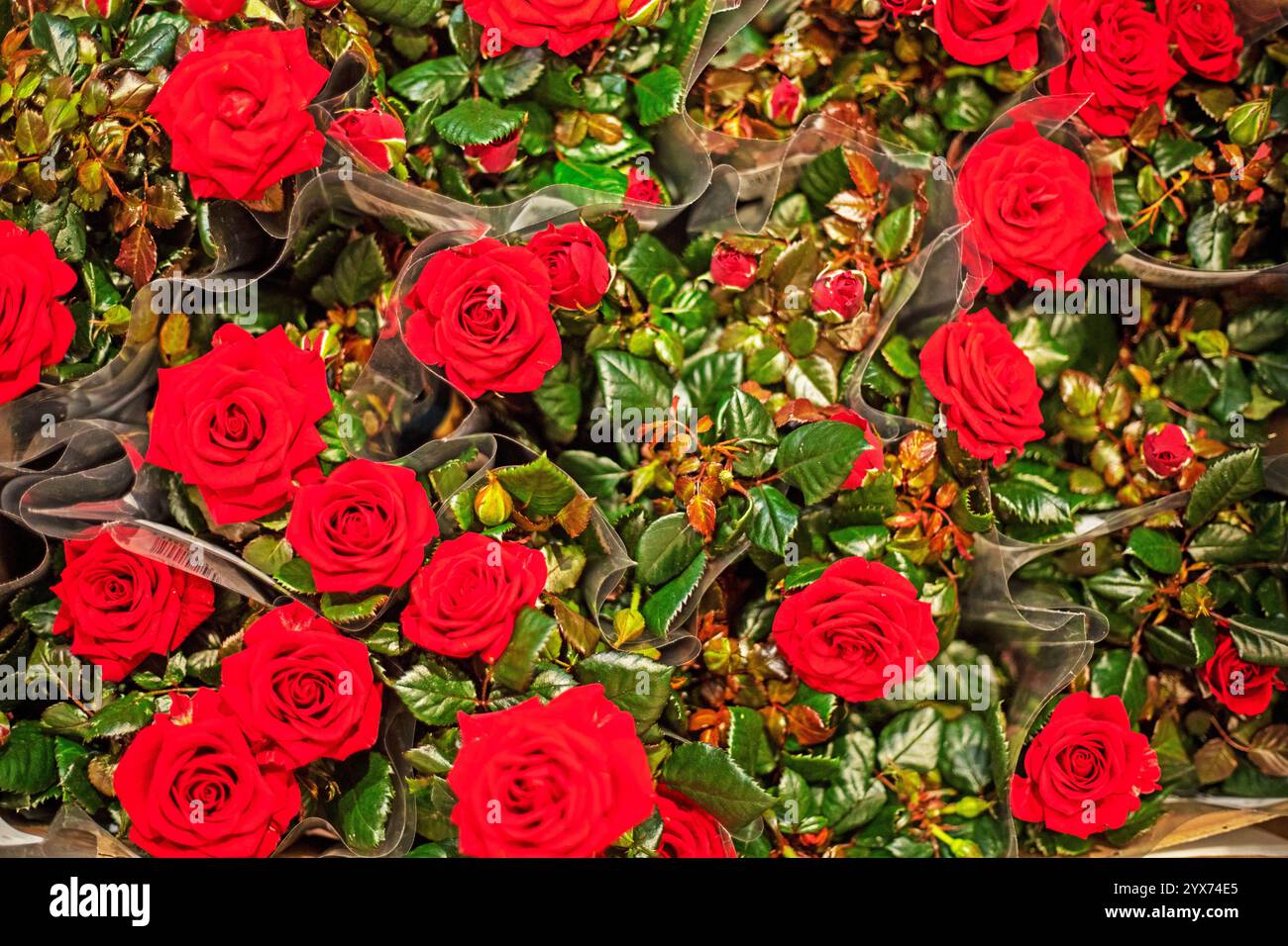 seedlings of red and white roses for planting in the garden Stock Photo ...