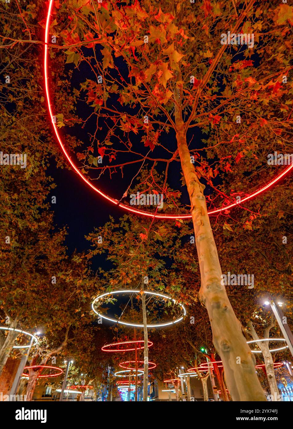 Trees illuminated with red and white circular neon lights at night in a ...