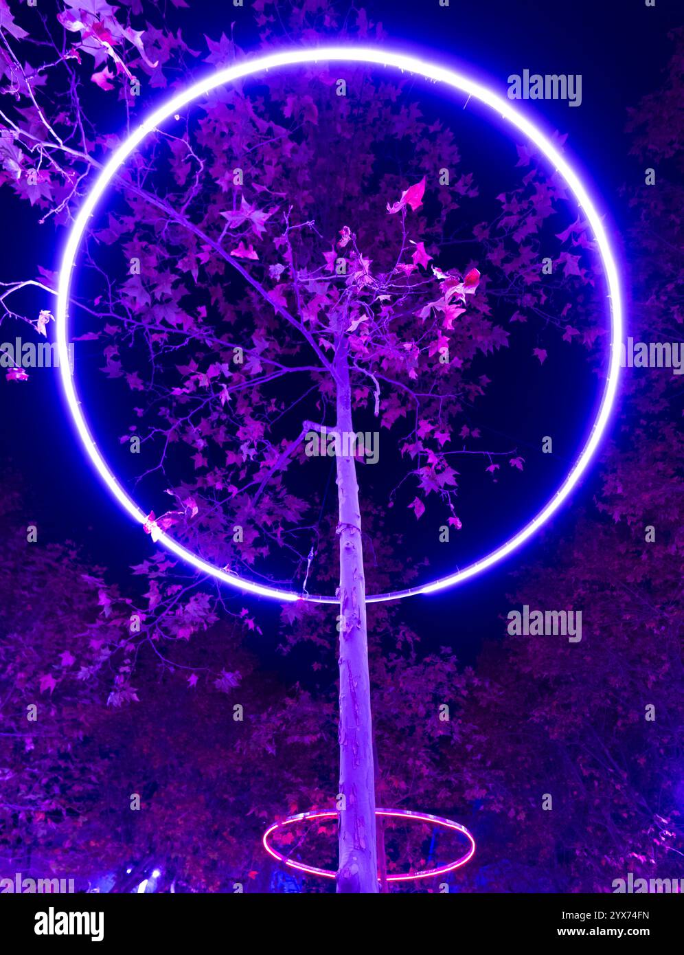Tree illuminated with circular blue and purple neon light rings at ...
