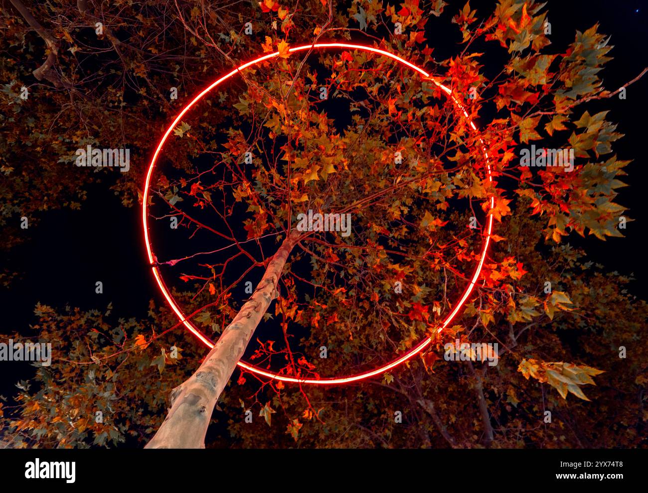 Tree illuminated with a red circular neon light ring at night in a ...