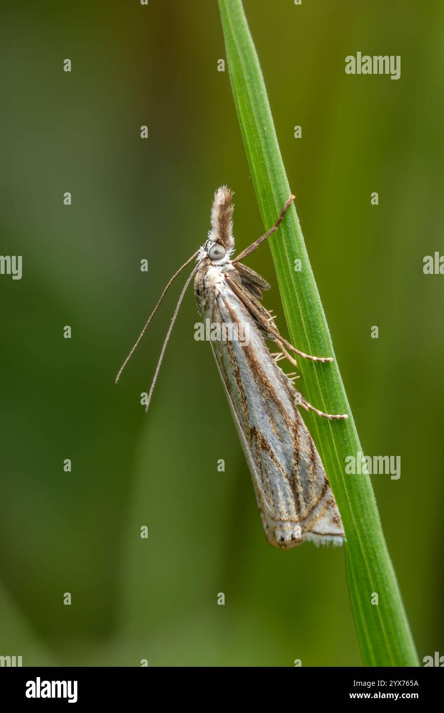 Hook-streak Grass-venee - Crambus lathoniellus, beautiful tiny ...