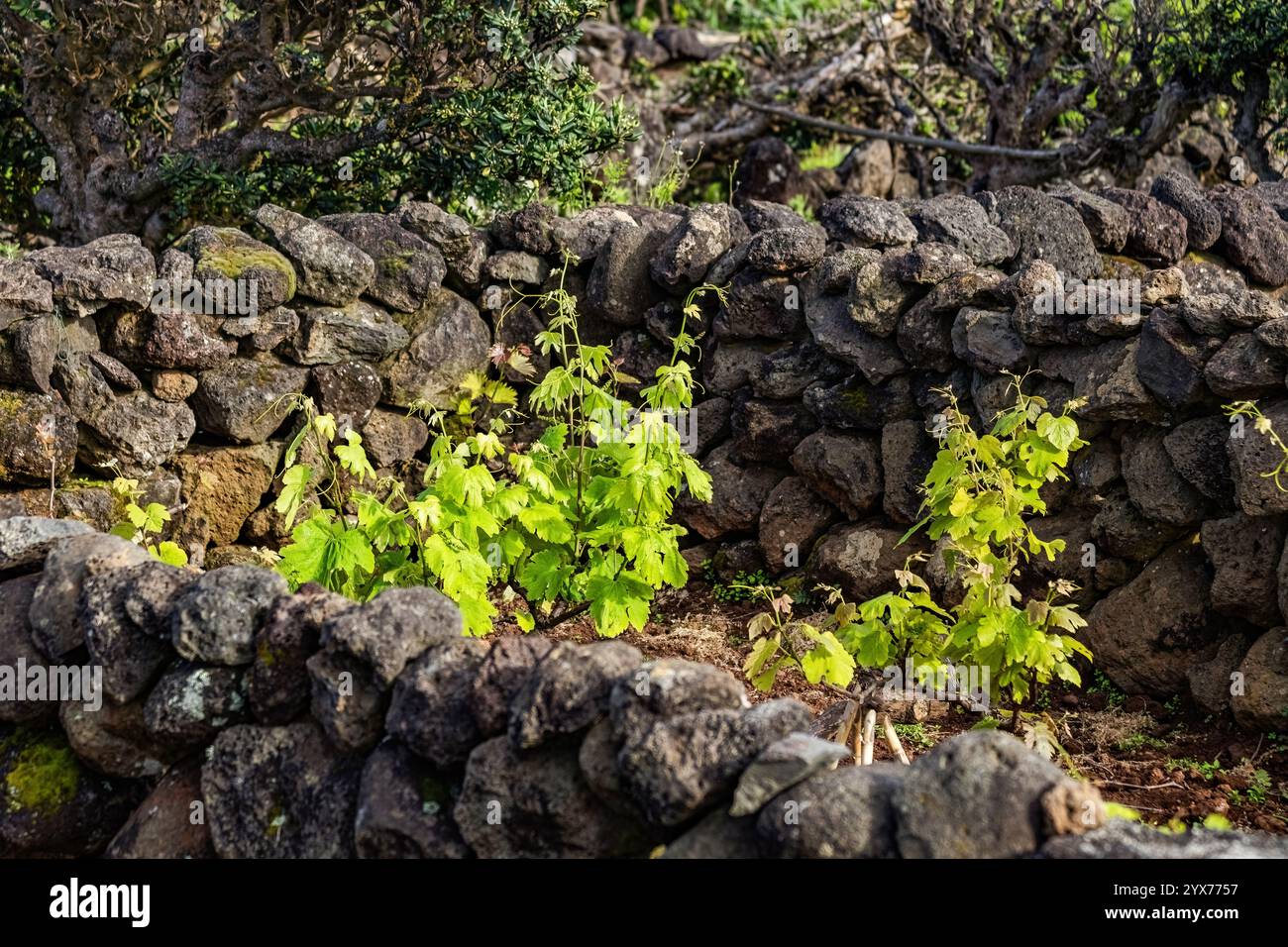 Grape vines in azores islands hi-res stock photography and images - Alamy
