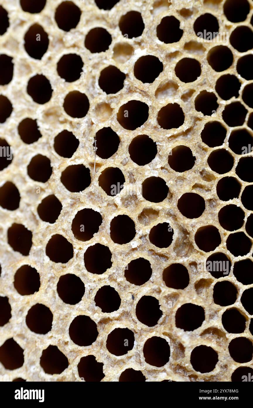 honeycomb, a mass of hexagonal prismatic cells built from beeswax by ...